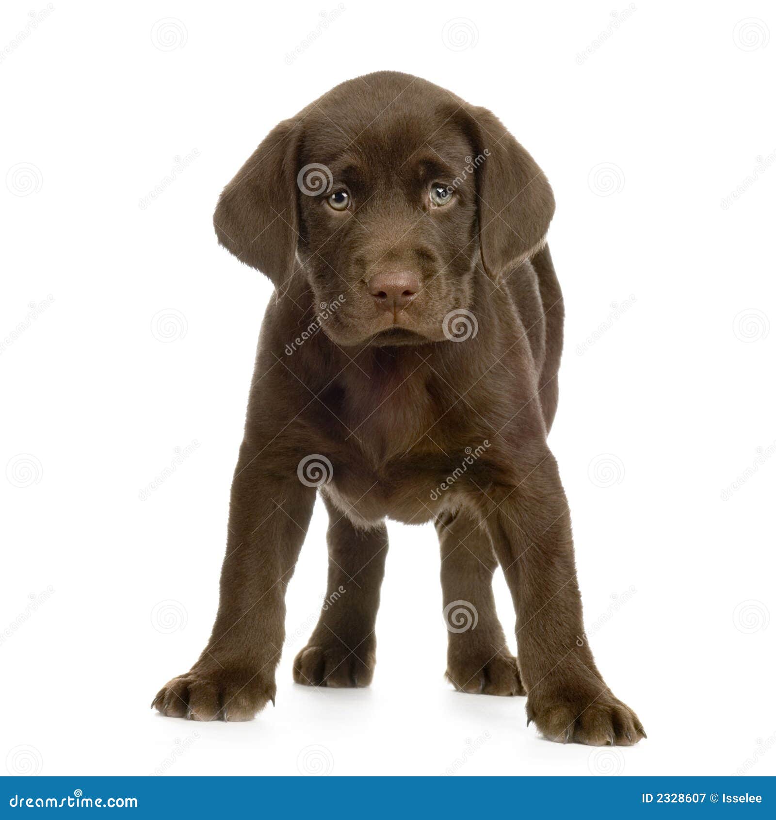 Perros Labradores Cafes