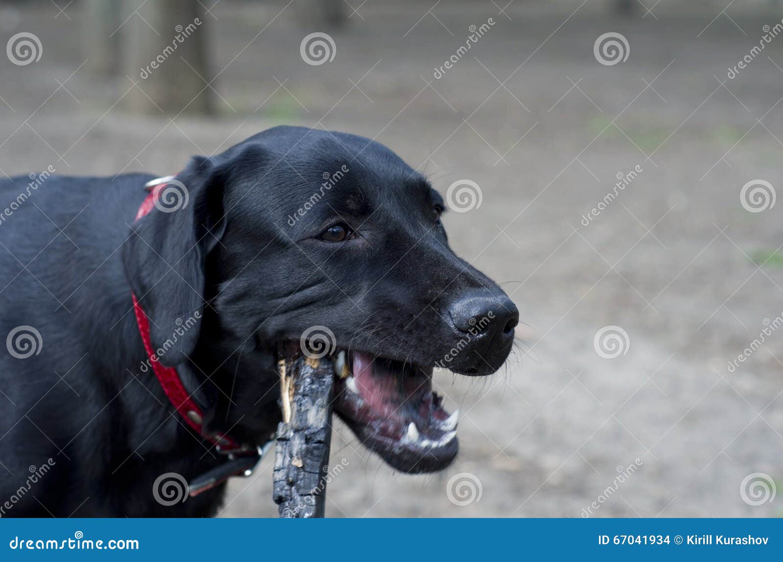 Labrador Retriever stock photo. Image of stick, teeth - 67041934