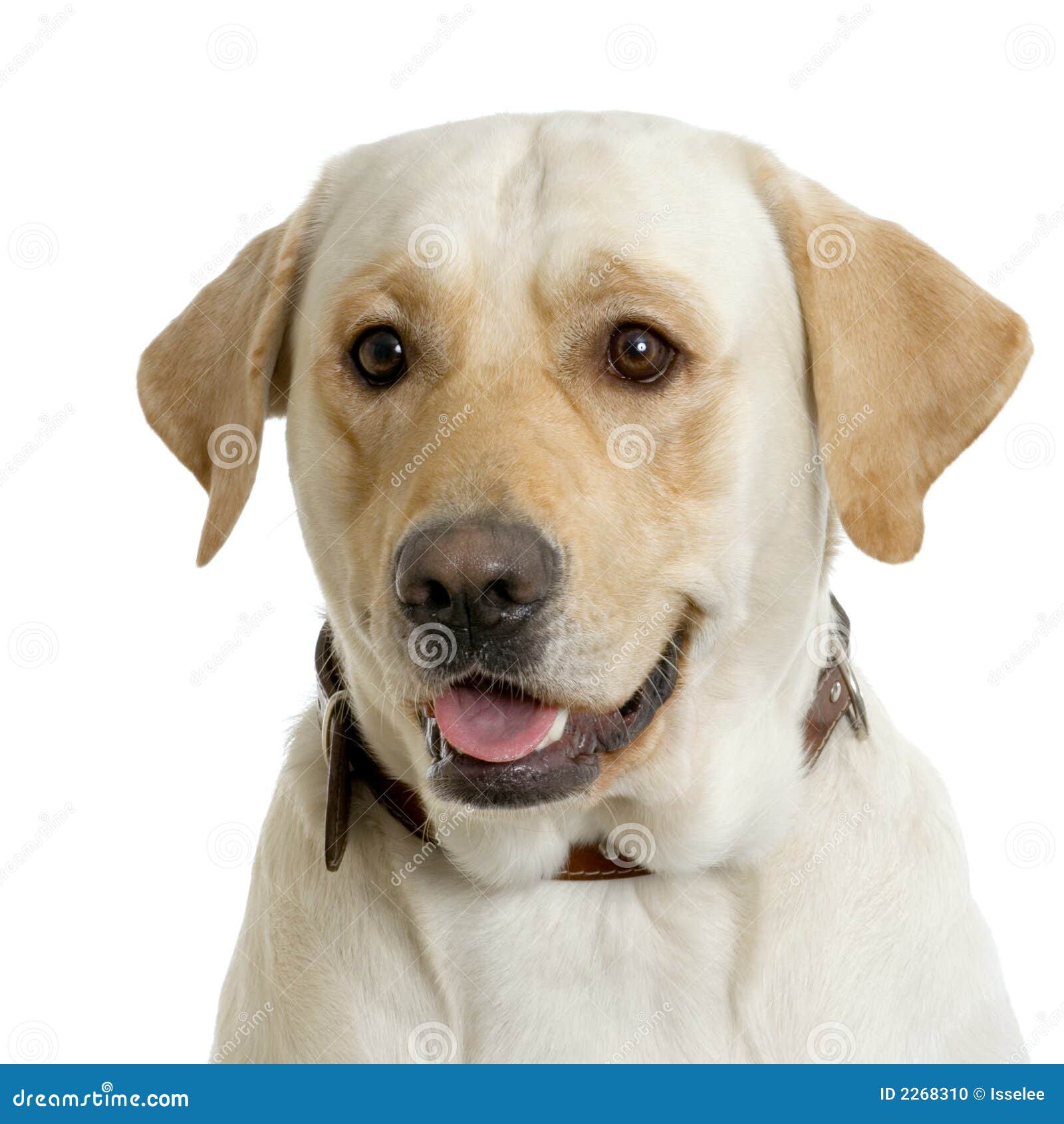 Labrador retriever cream stock photo. Image of obedient - 2268310