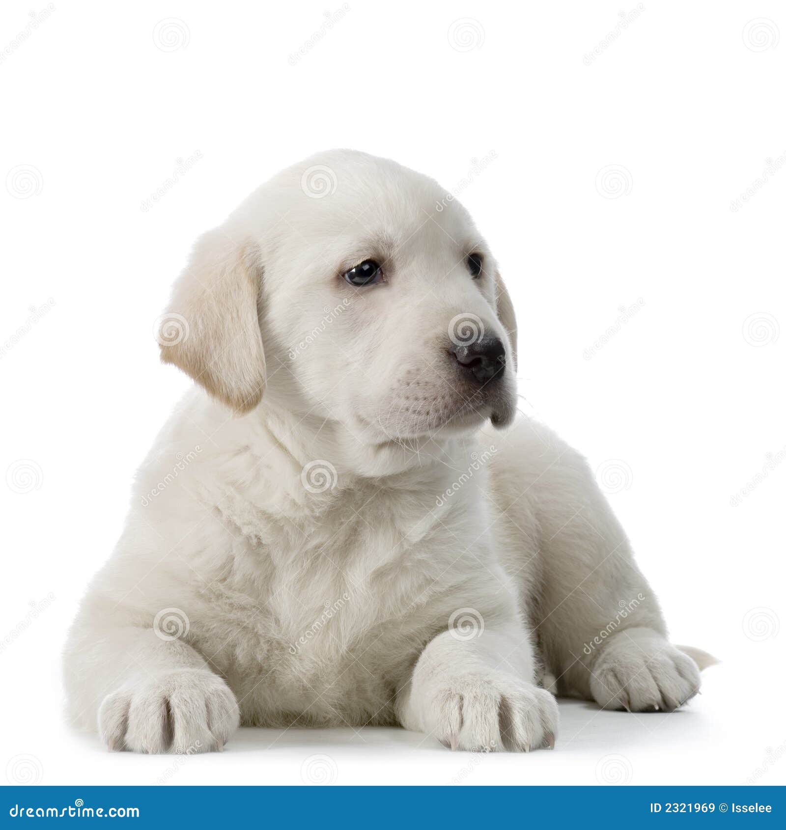 Light Cream Labrador Retriever at Deborah Mcgee blog