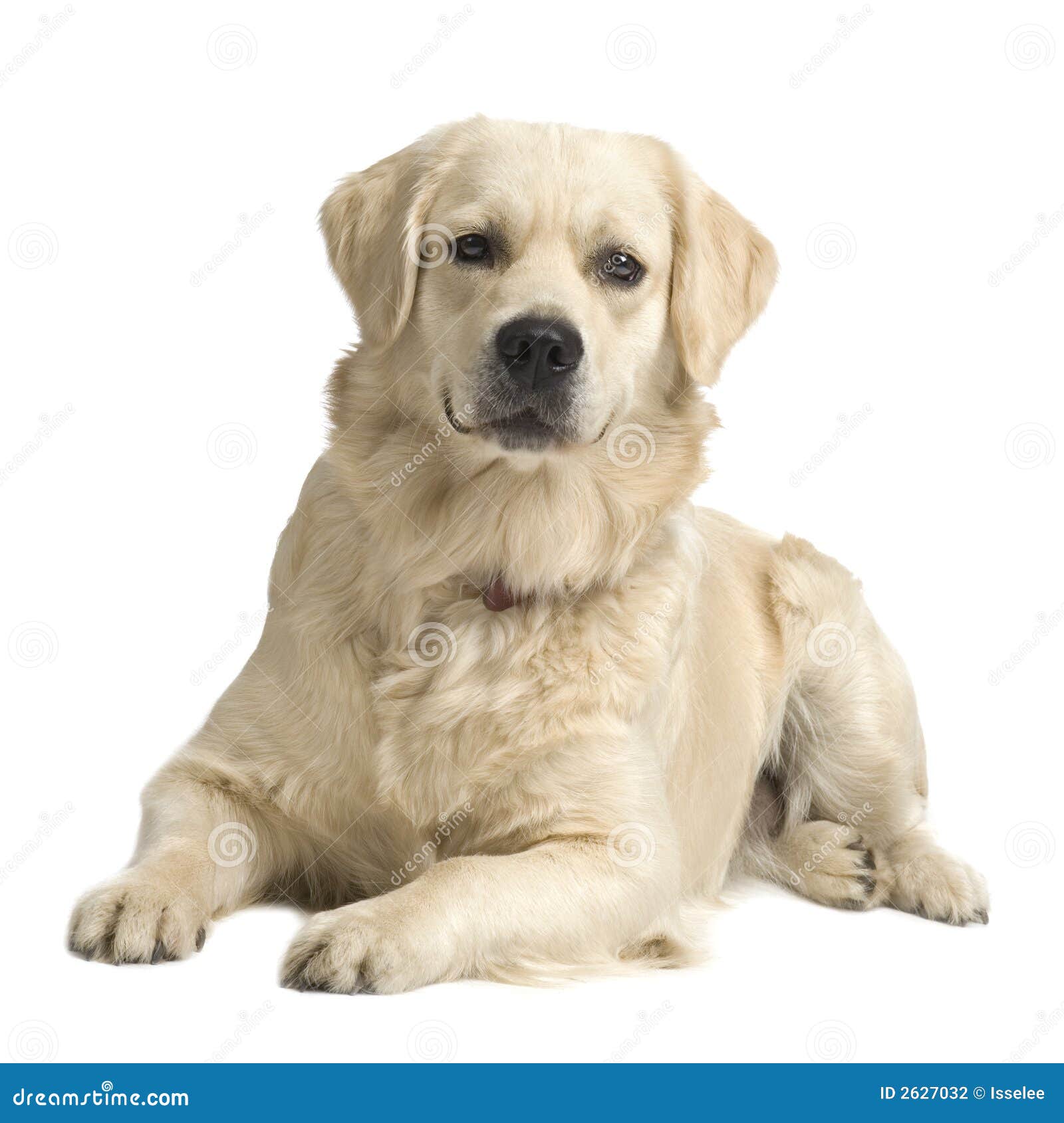 Labrador retriever cream stock photo. Image of collar - 2627032