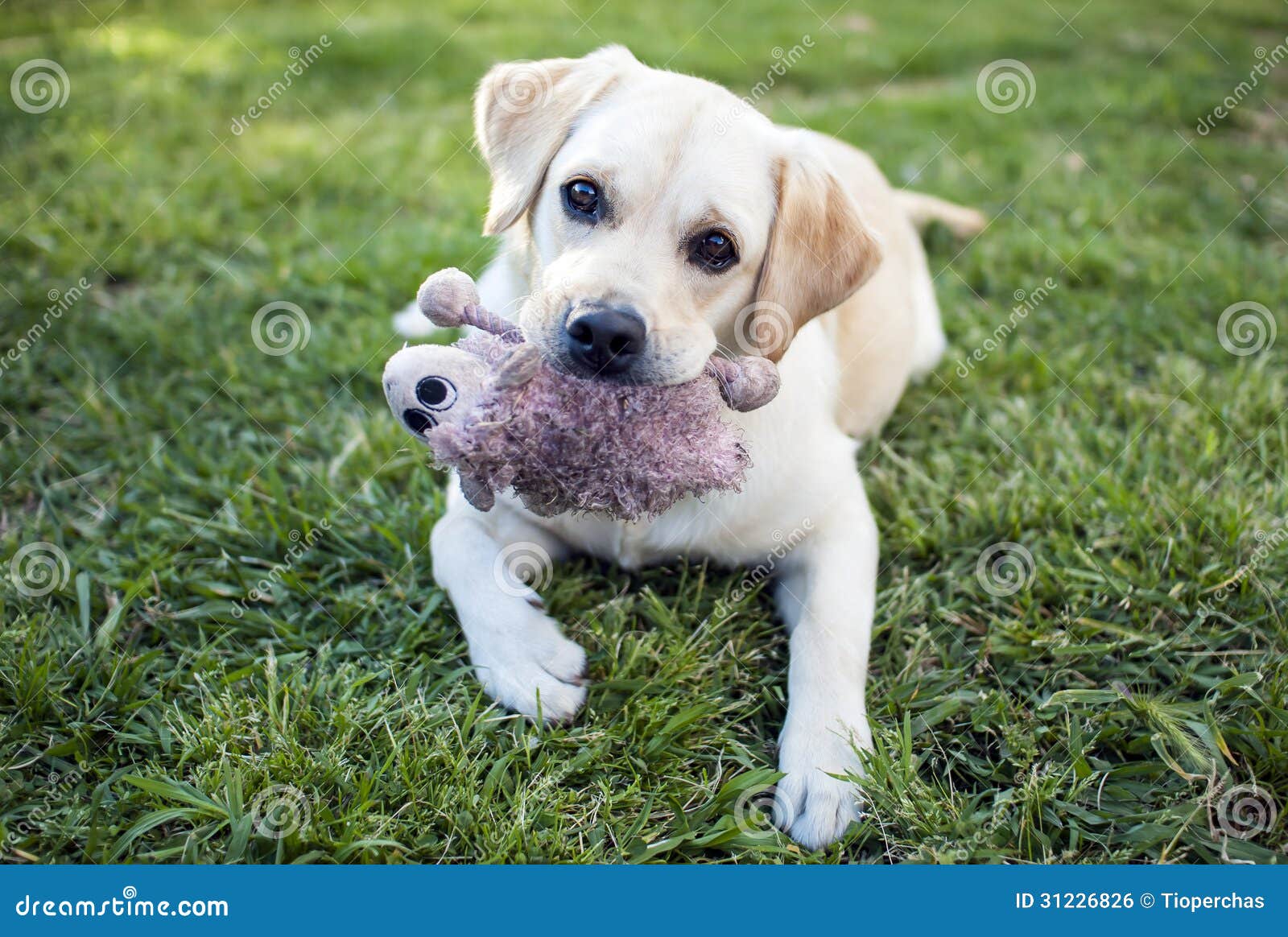 Labrador Retriever stock photo. Image of outdoor, labrador - 31226826