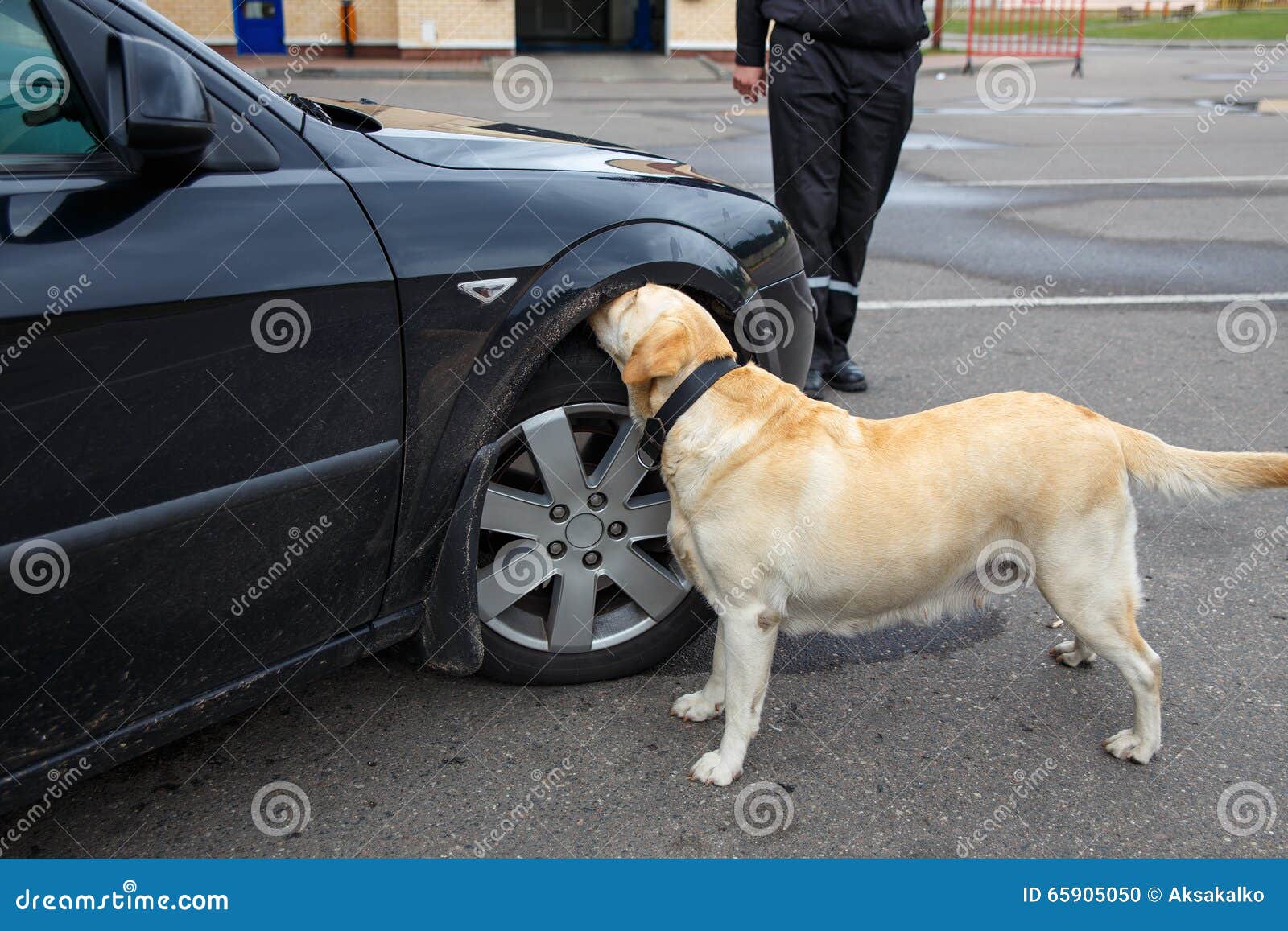 Labrador Retriever Customs Dog Stock Photo - Image of handler, smelling ...