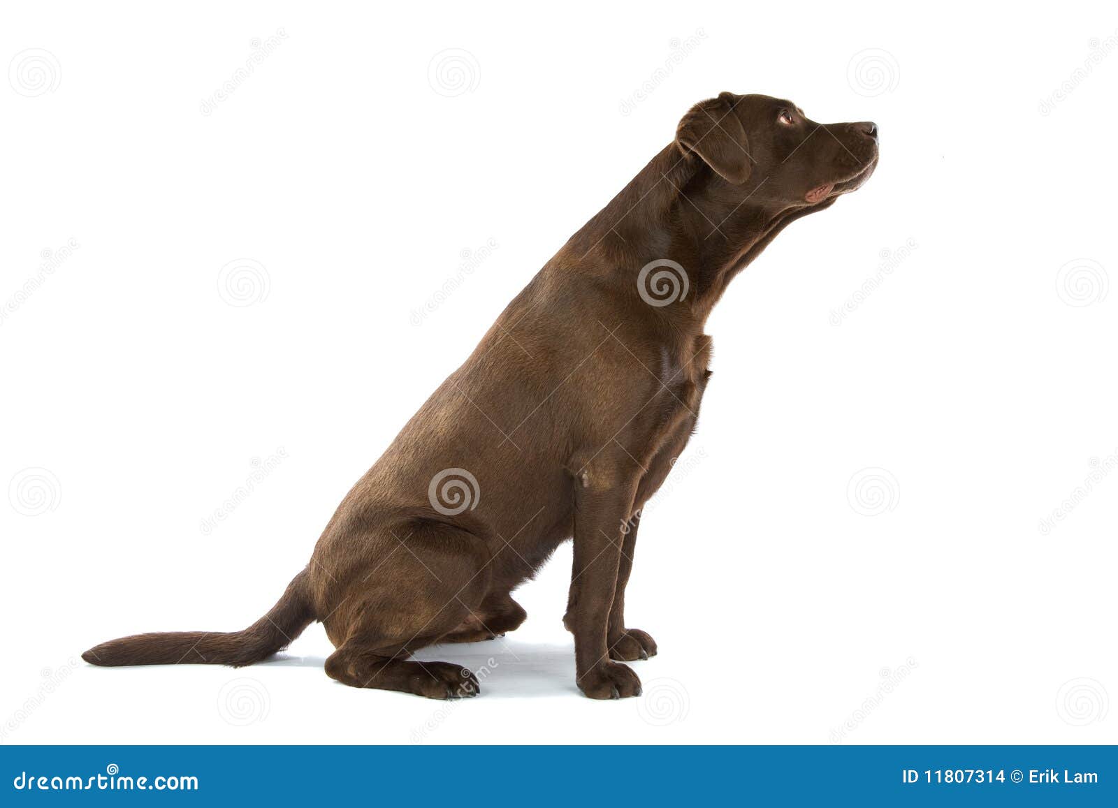 Labrador Retriever dog stock photo. Image of single, side - 11807314