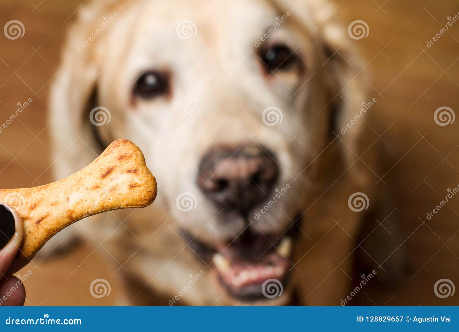 Labrador Retriever Dog Eating Stock Image - Image of bowl, feed: 128829657