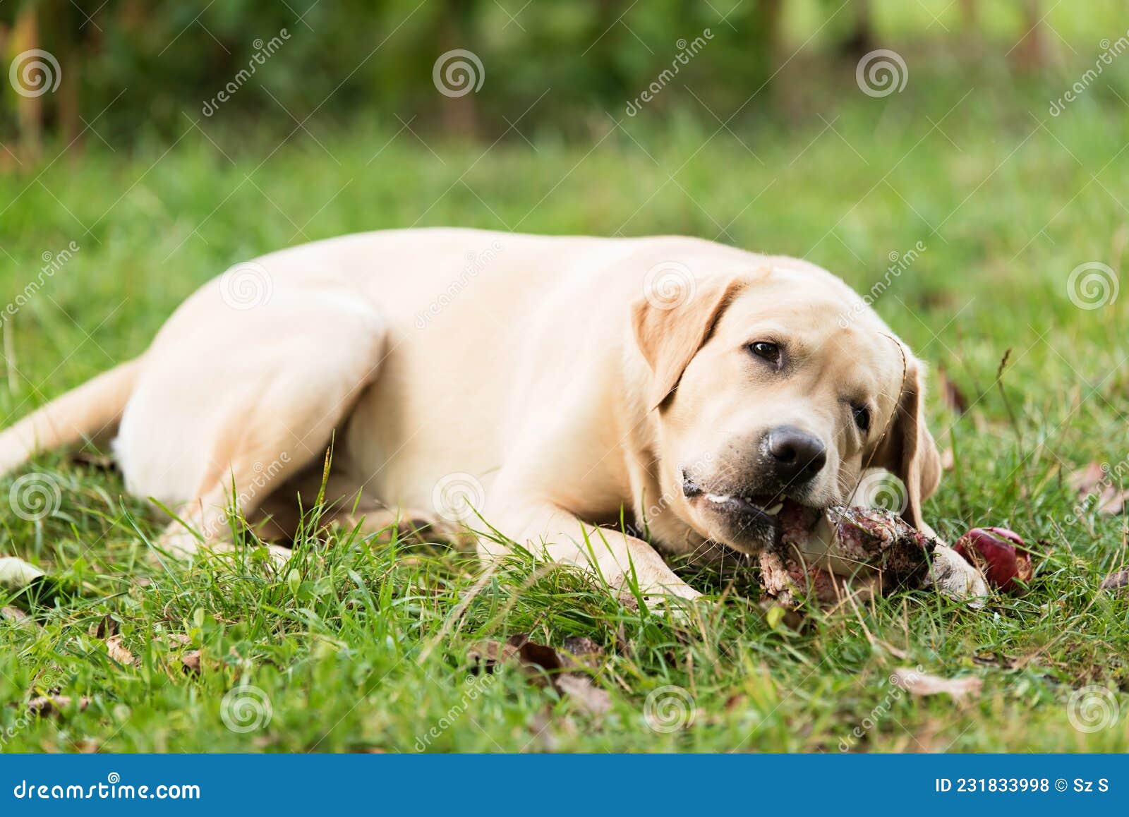 Labrador Retriever Dog Eating Stock Photo - Image of golden, beautiful ...