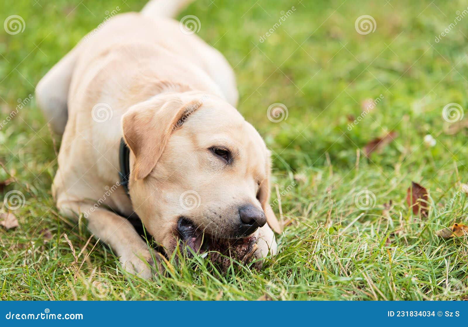 Labrador Retriever Dog Eating Stock Photo - Image of labrador, nose ...