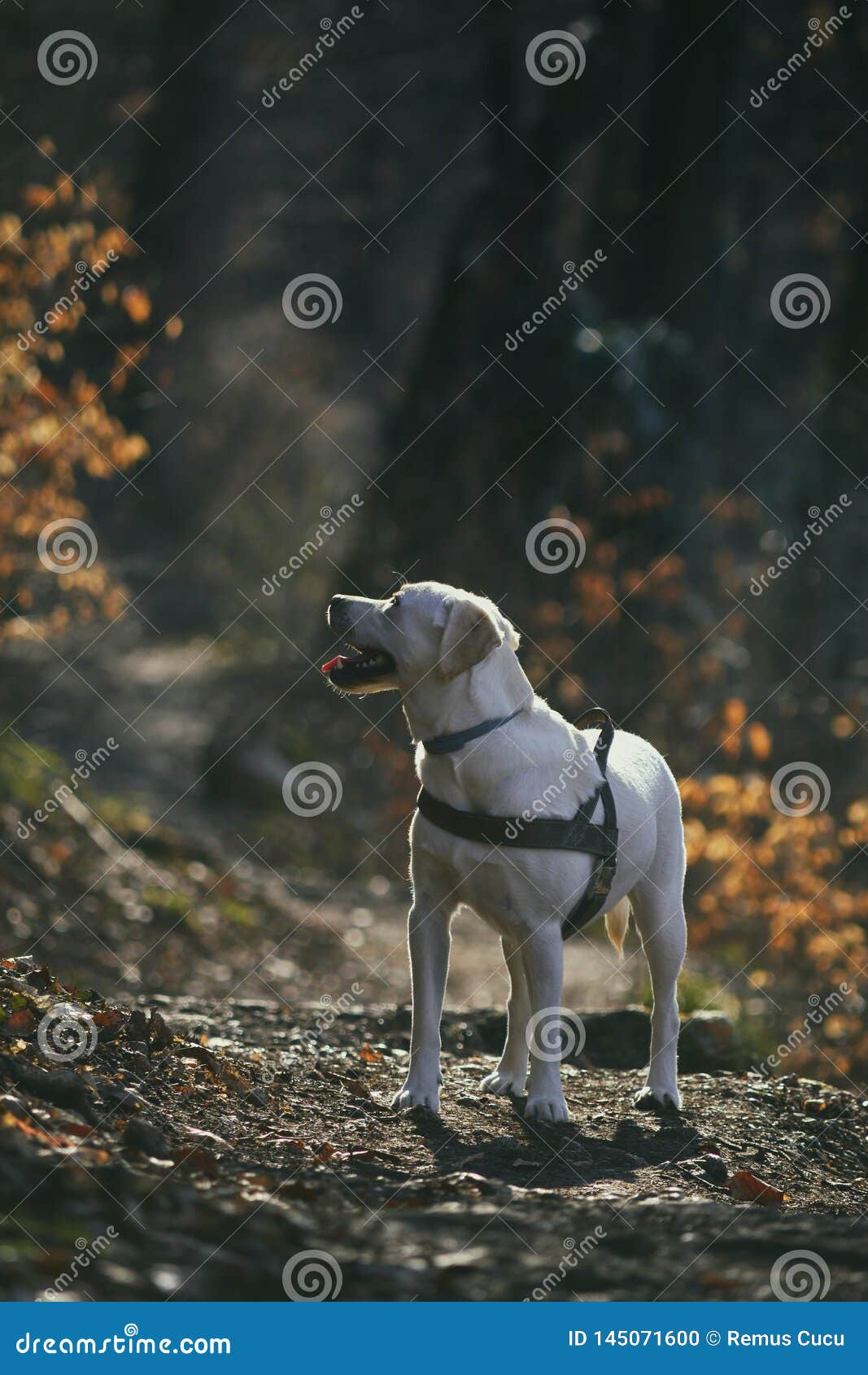 Labrador Retriever Dog in the Forest Stock Photo - Image of retriever ...