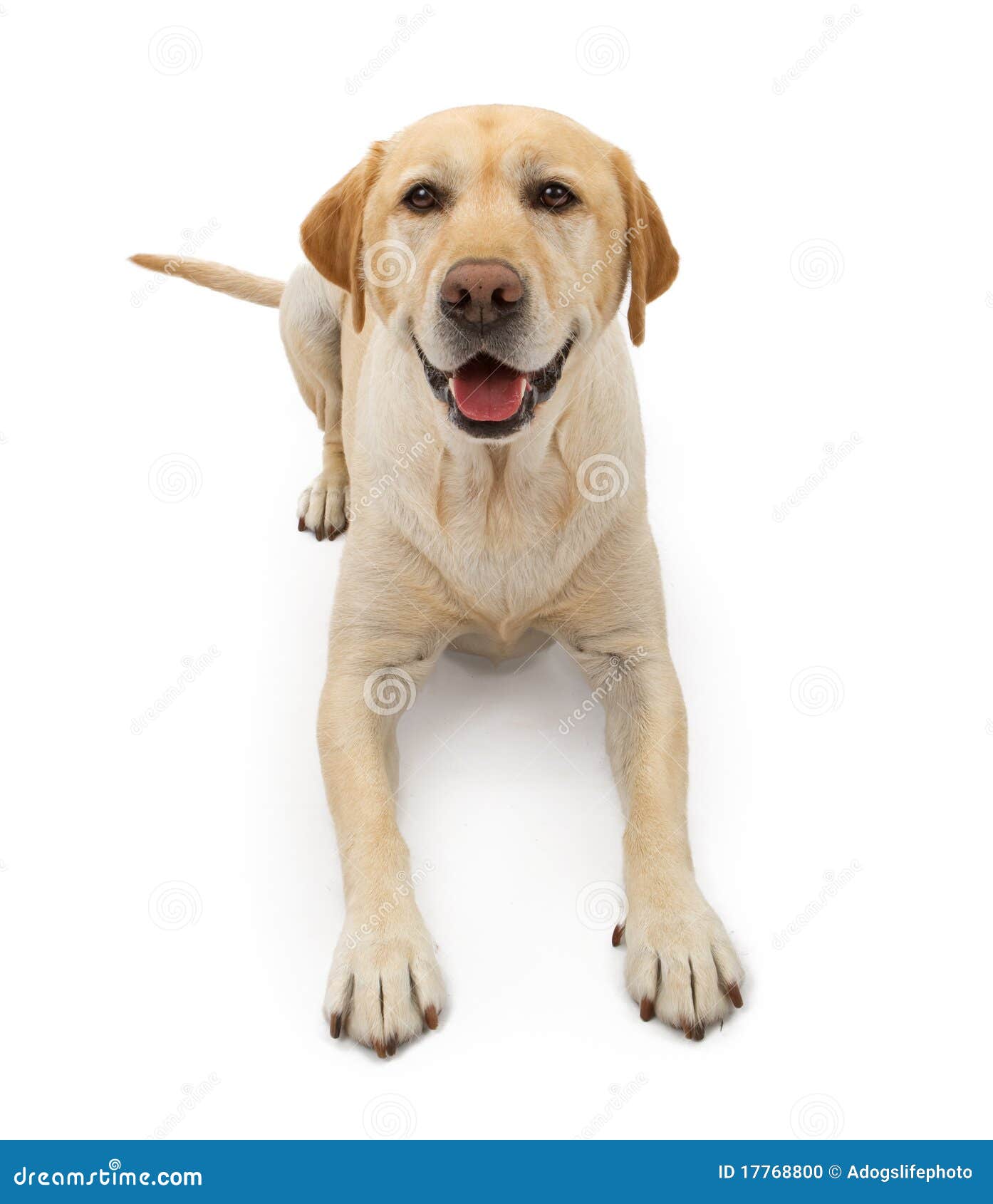 Labrador Retriever Dog with Happy Face Stock Photo - Image of purebred ...