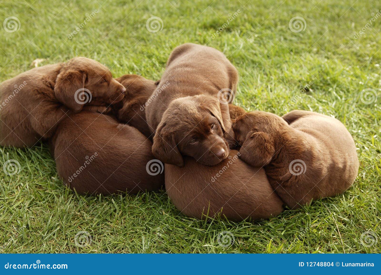 Labrador Retriever Dog Litter of Pups Stock Photo - Image of companion ...