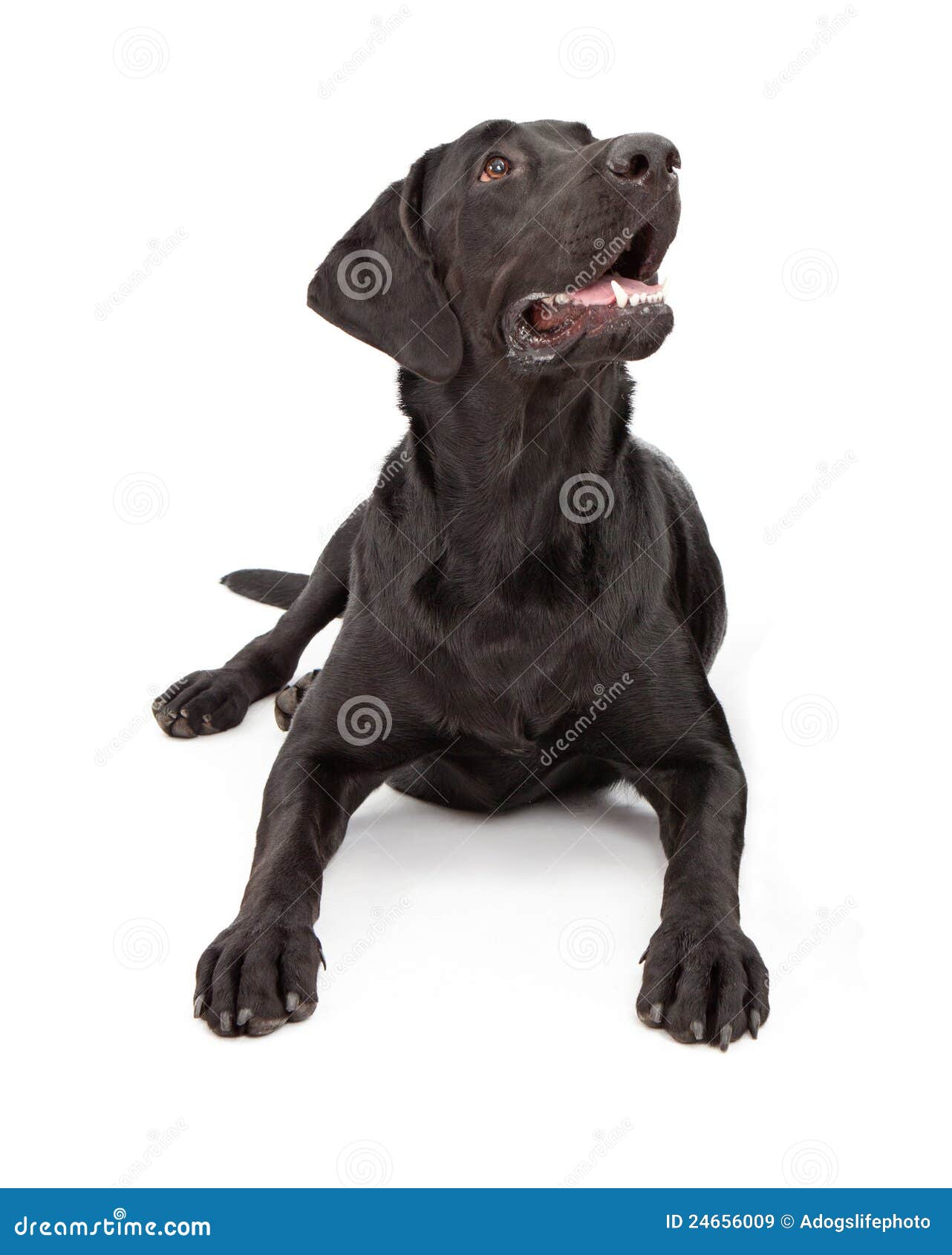 Labrador Retriever Dog Looking Up Stock Image - Image of popular ...