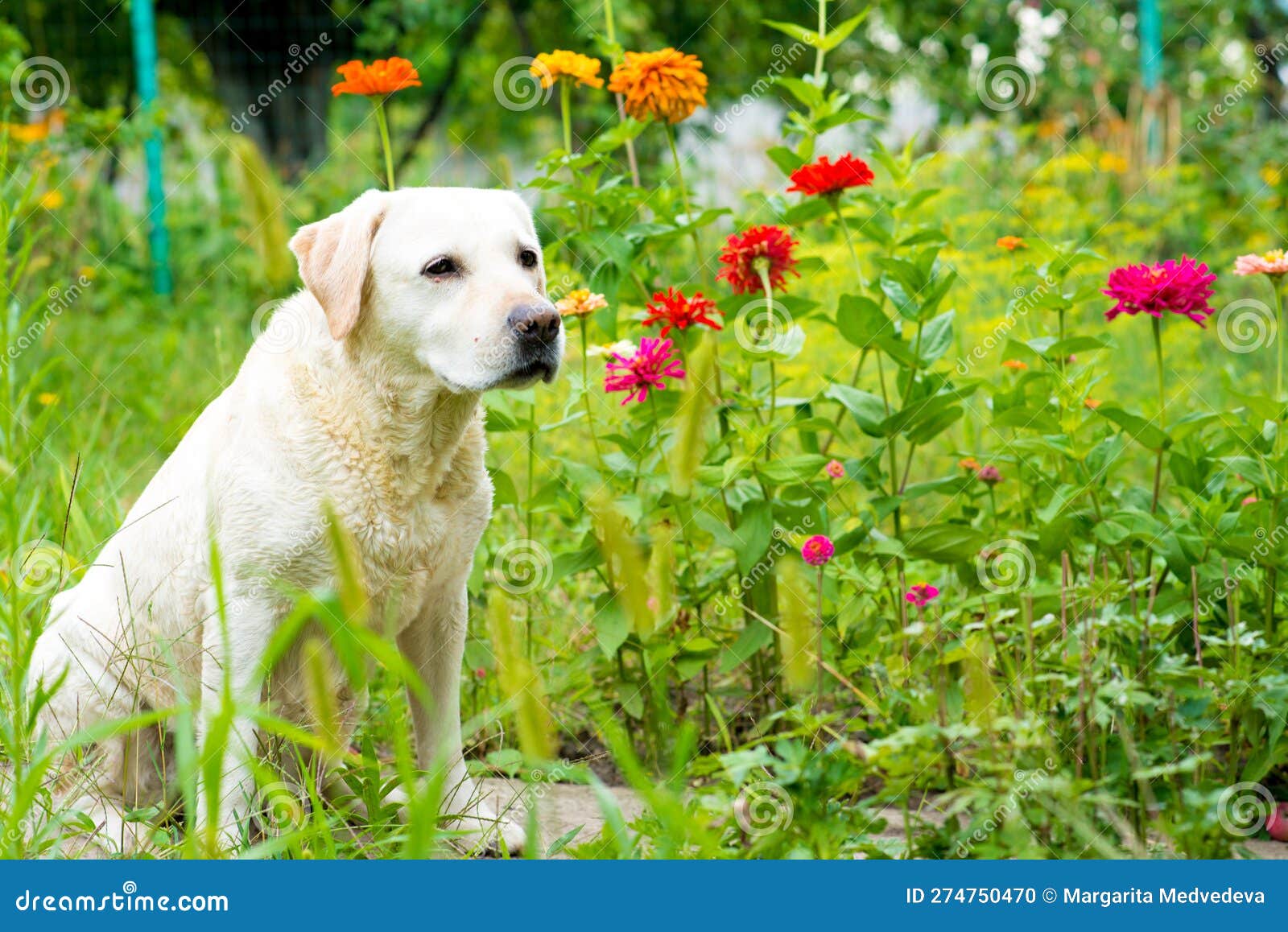 Labrador Retriever Dog Lying Under a Tree in the Rain Stock Photo ...