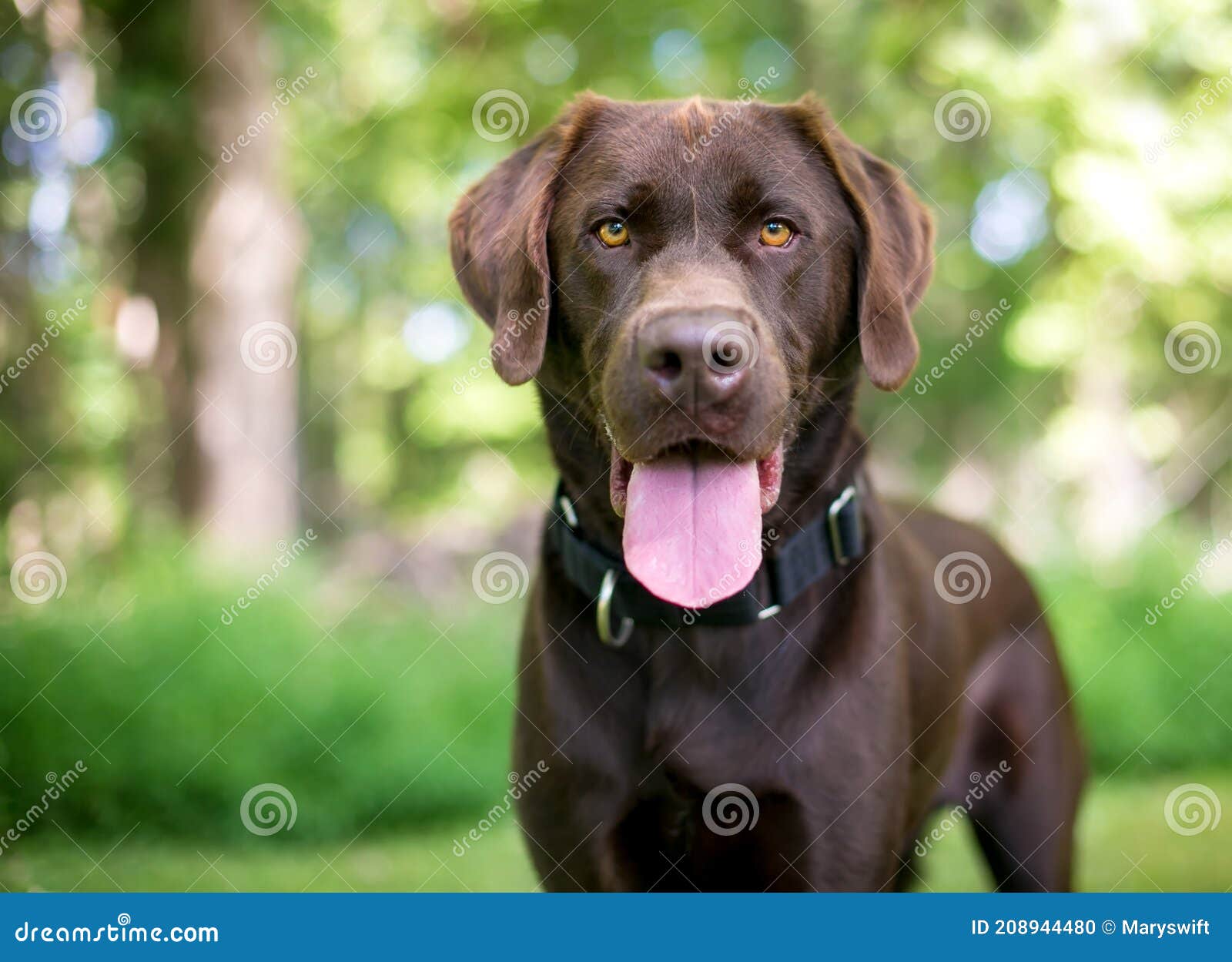 A Labrador Retriever Dog Panting Outdoors Stock Photo - Image of pets ...
