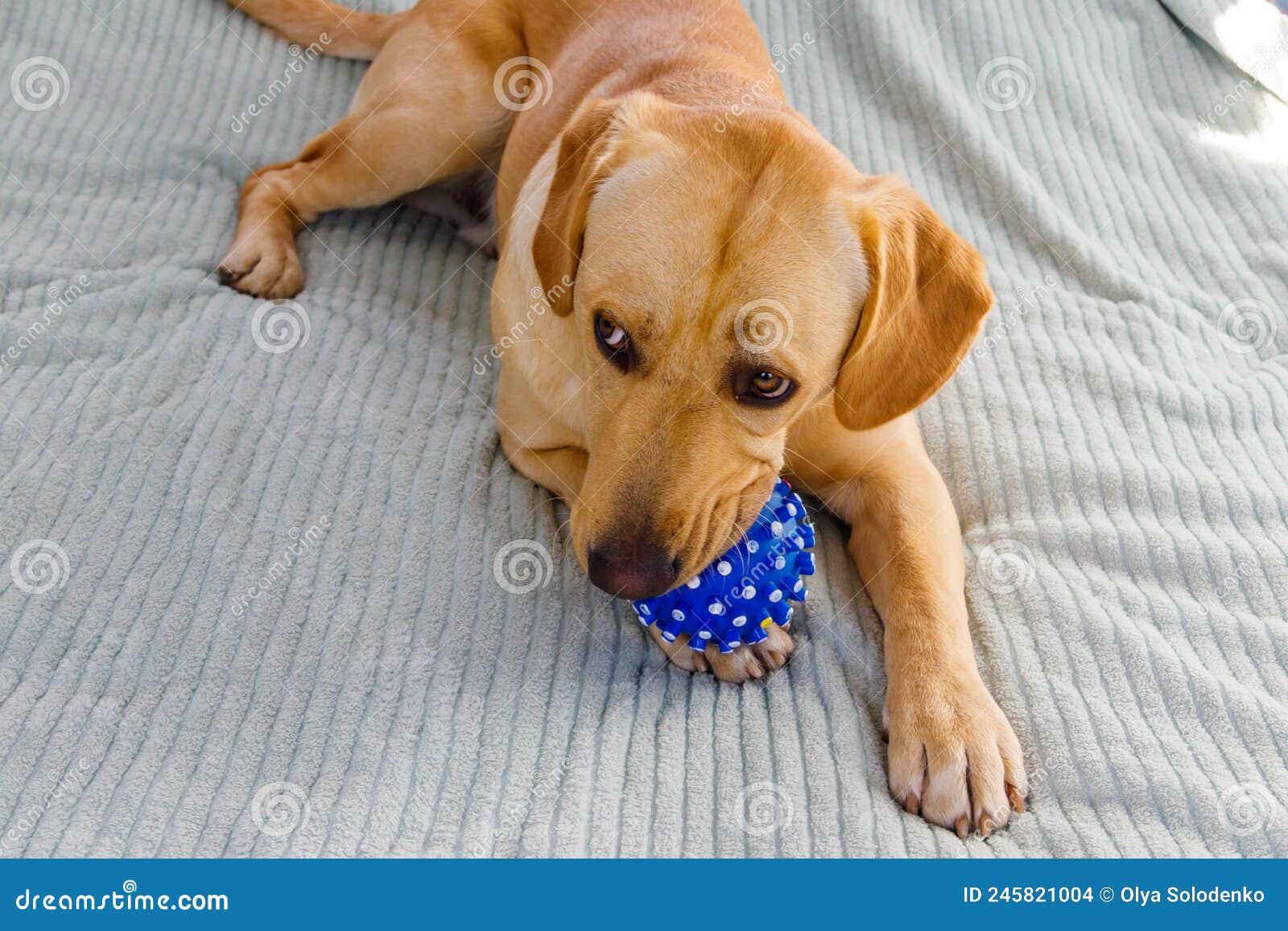 Labrador Retriever Dog Playing with Ball Toy Stock Photo - Image of ...