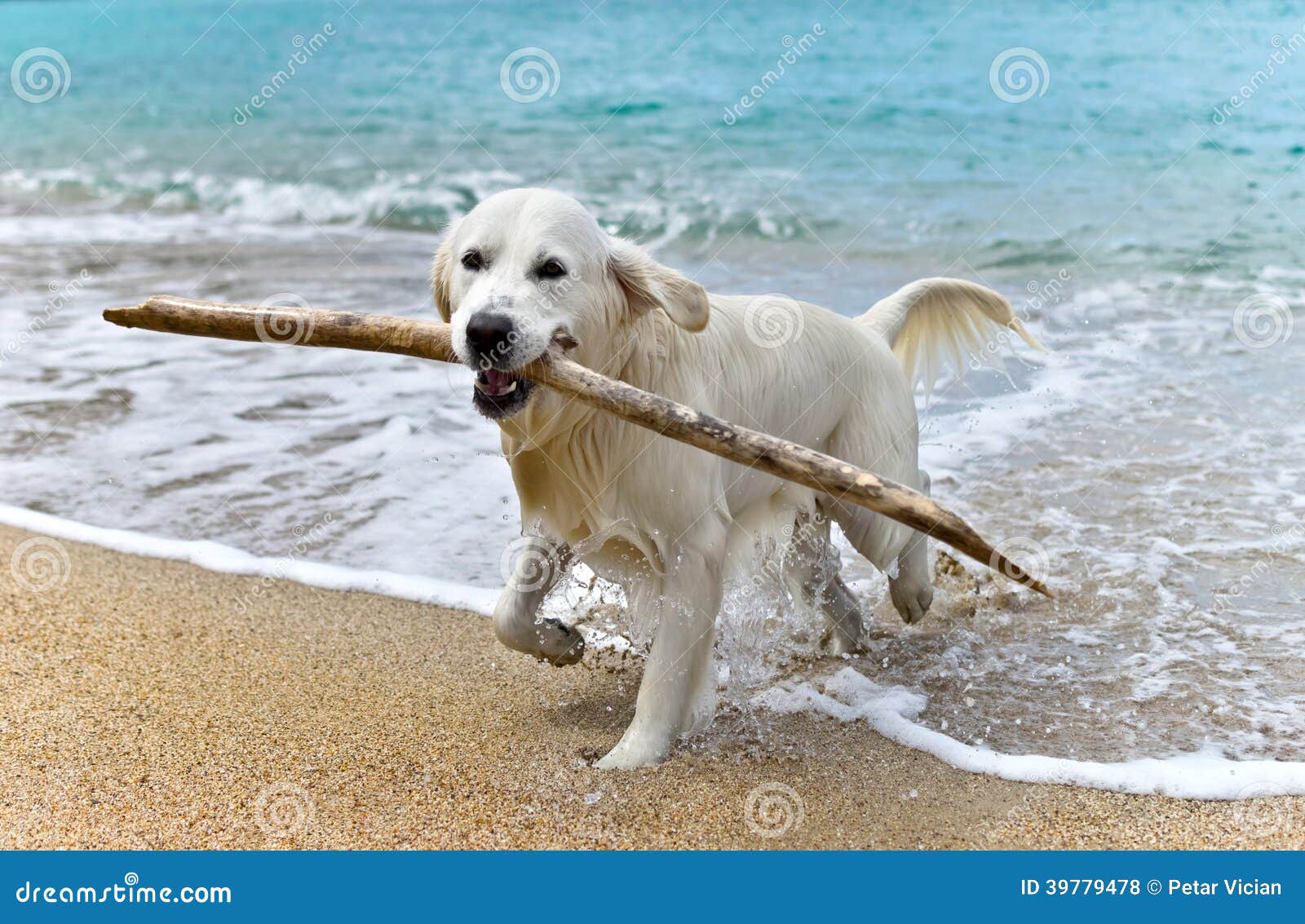 Labrador Retriever Dog Playing on the Beach Stock Photo - Image of ...