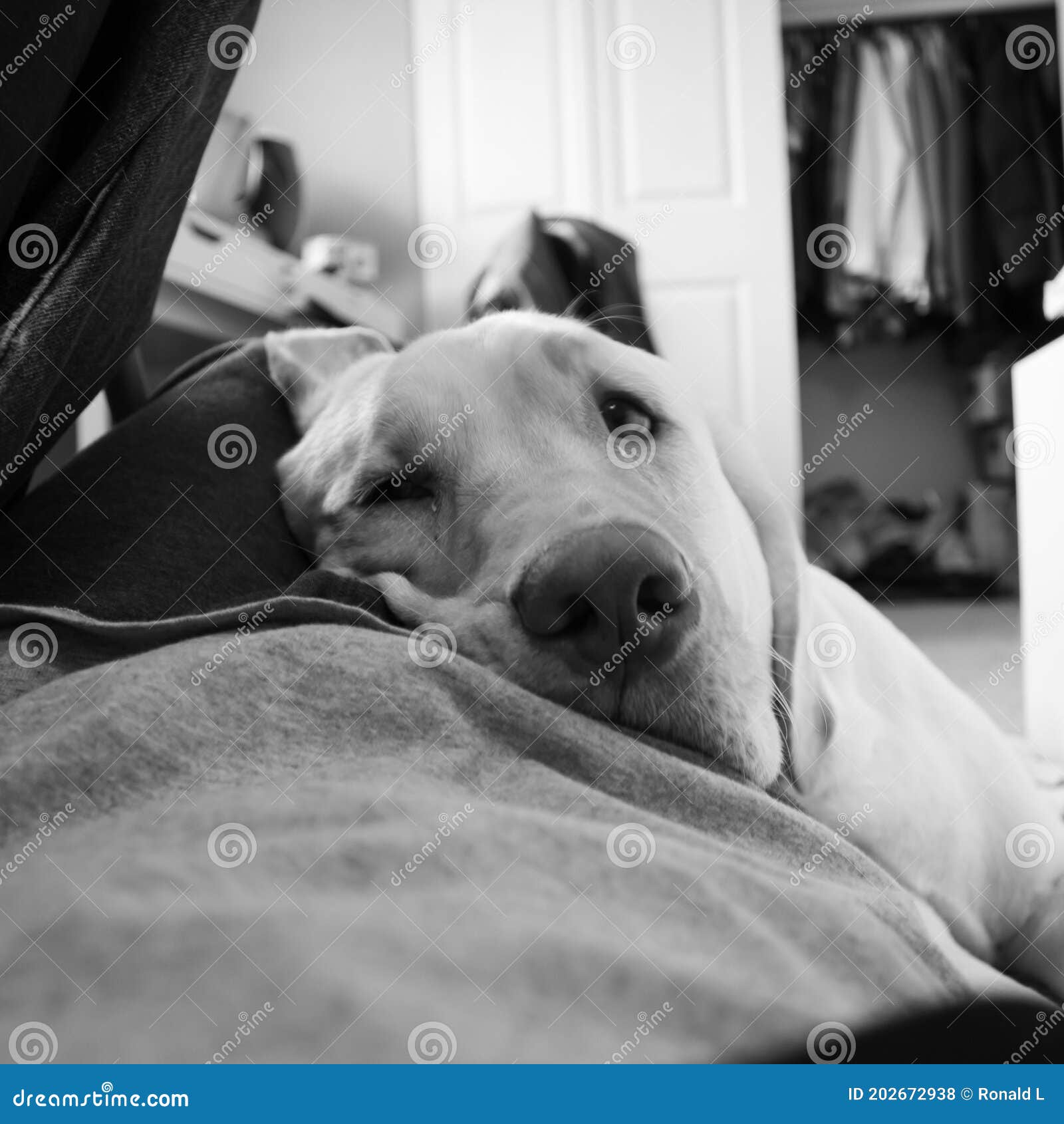 Labrador Retriever Dog Portrait Black and White Stock Photo - Image of ...