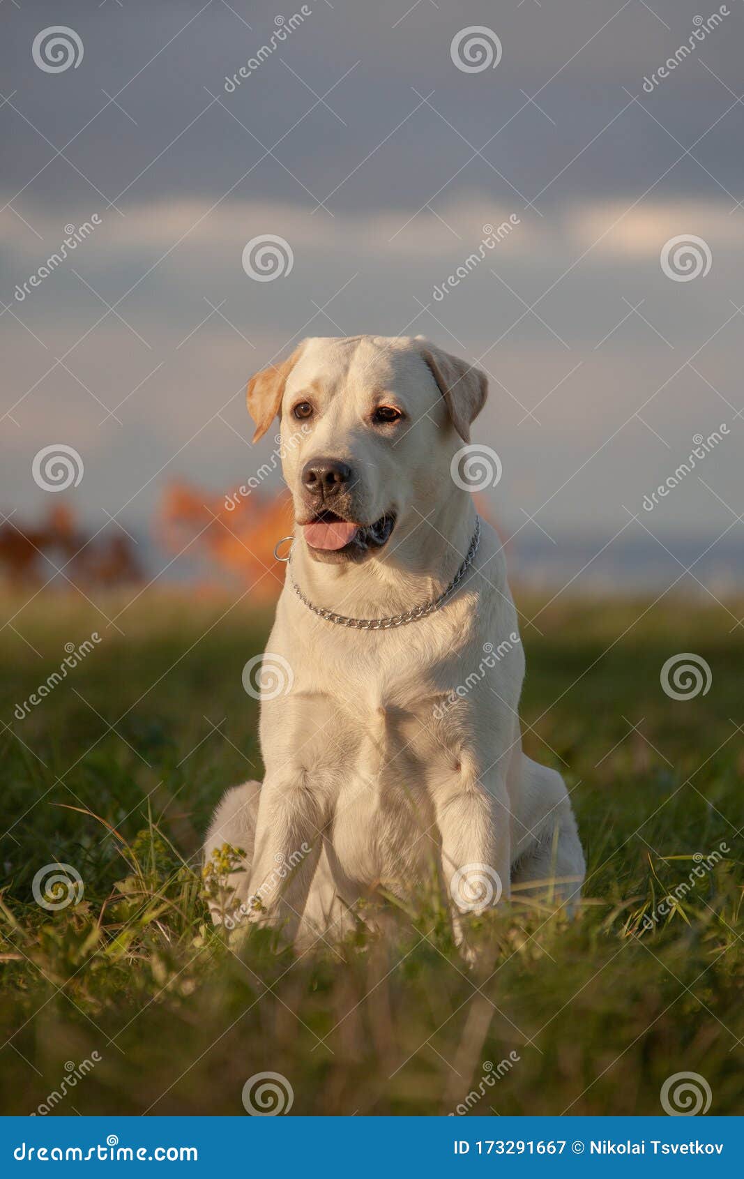 Labrador retriever dog stock image. Image of purebred - 173291667
