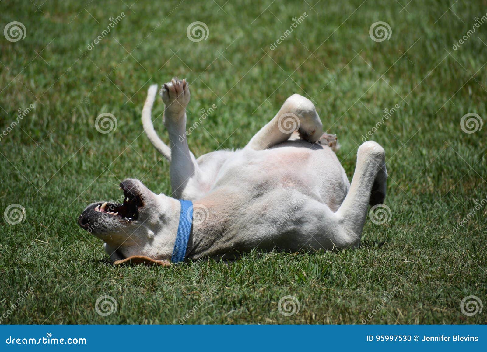Labrador Retriever Dog stock photo. Image of rolling - 95997530