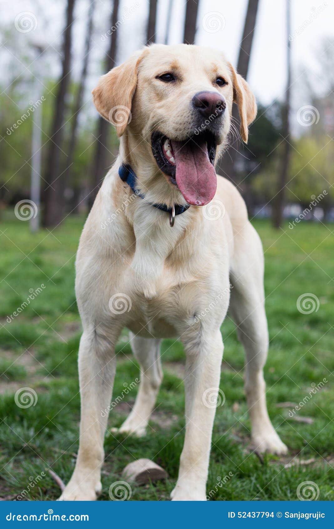 Labrador Retriever Dog Standing and Looking Away Stock Photo - Image of ...