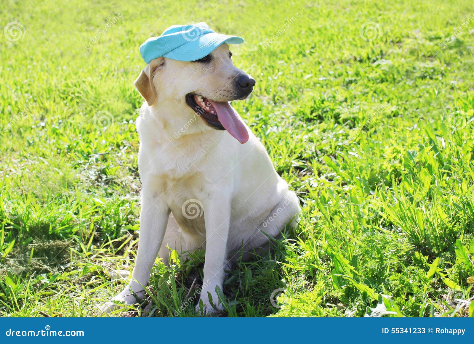 Labrador Retriever Dog in Summer Cap Sitting Stock Image - Image of ...