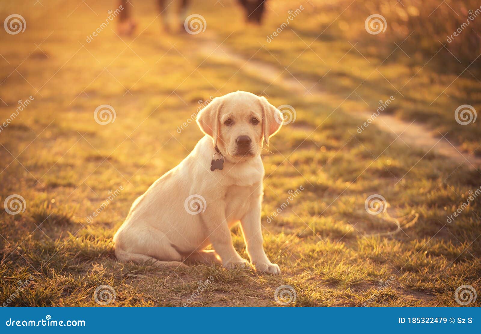 Labrador Retriever Dog in Sunset Stock Image - Image of looking, golden ...