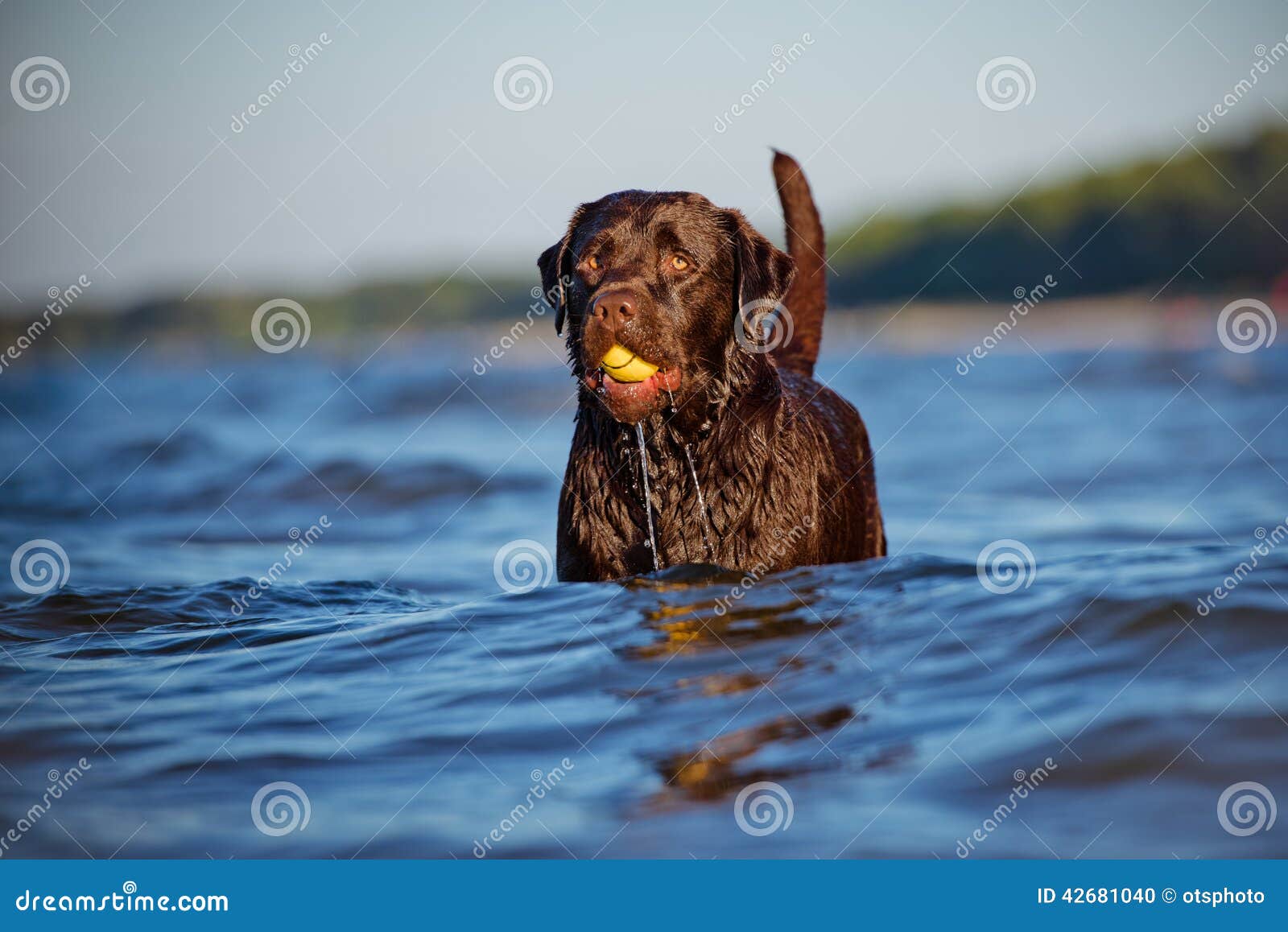 Labrador Retriever Dog in the Water Stock Photo - Image of animal, paws ...