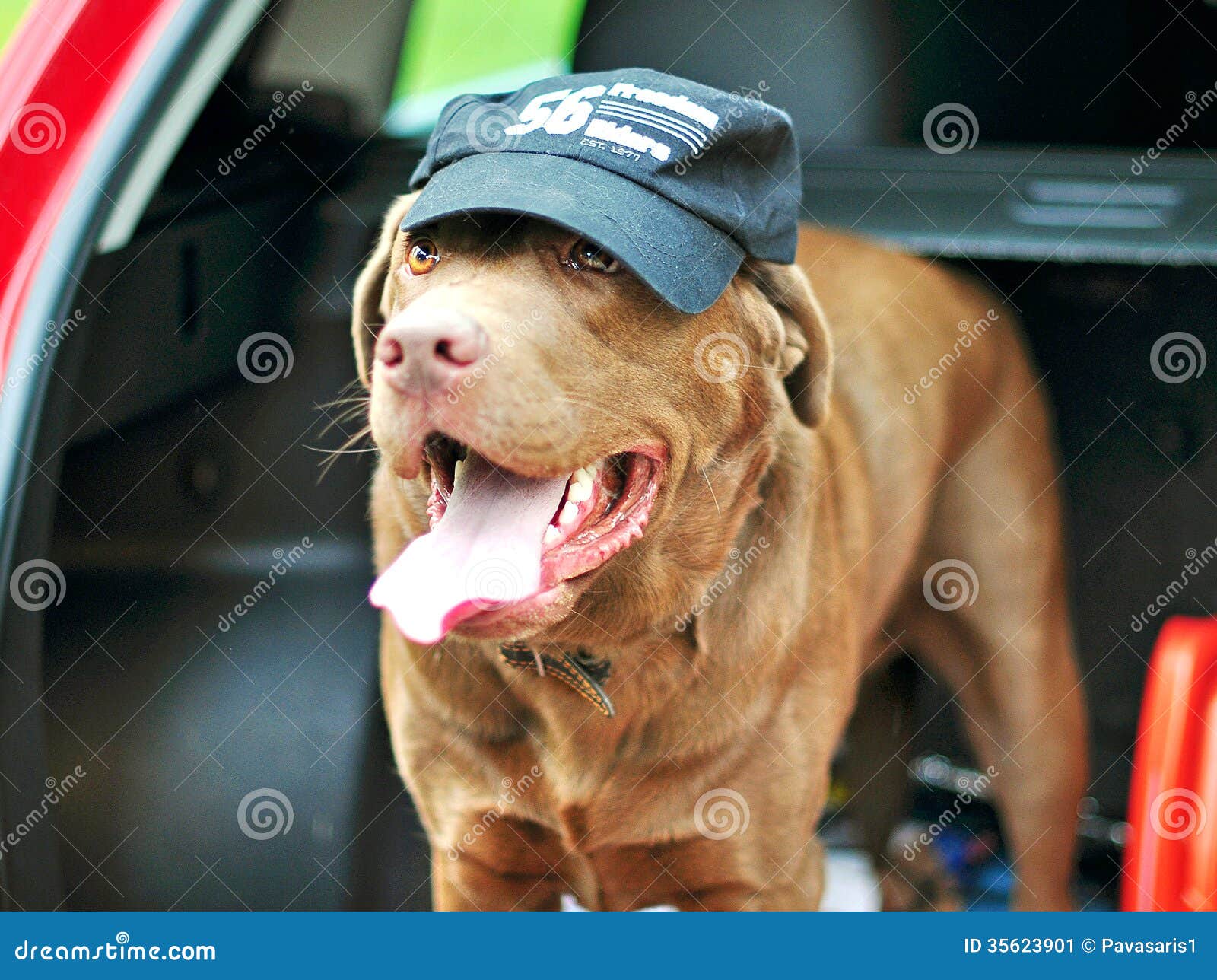 Labrador retriever stock image. Image of weather, tree - 35623901