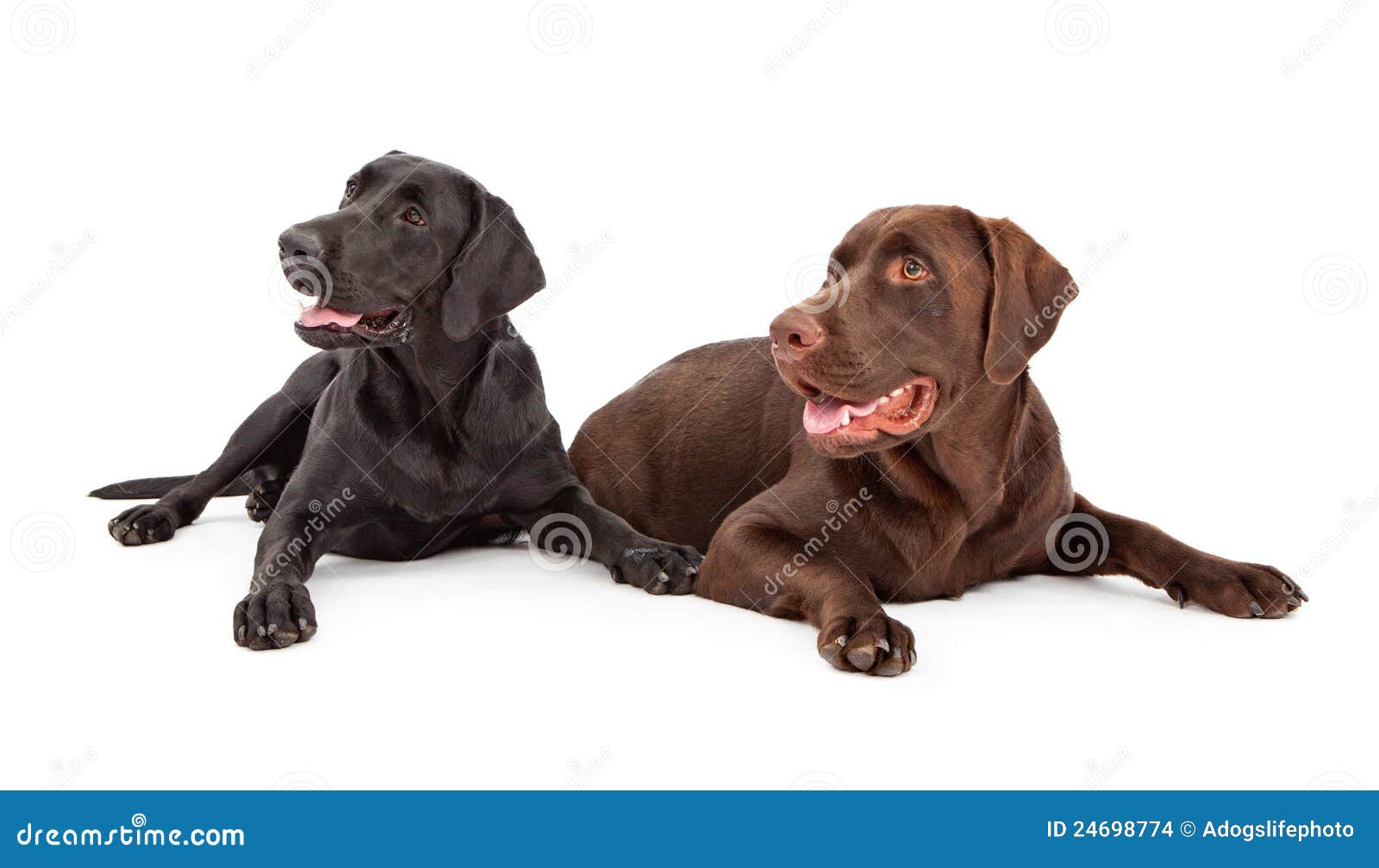 Labrador Retriever Dogs Looking To Side Stock Photo - Image of ...