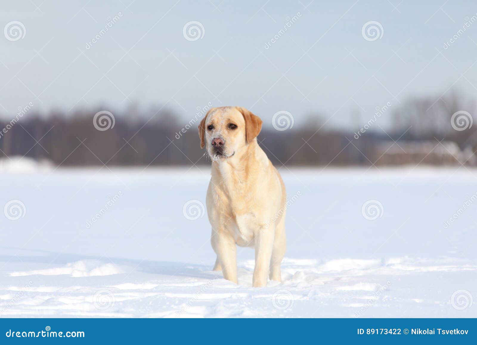 Labrador Retriever dogs stock photo. Image of chocolate - 89173422