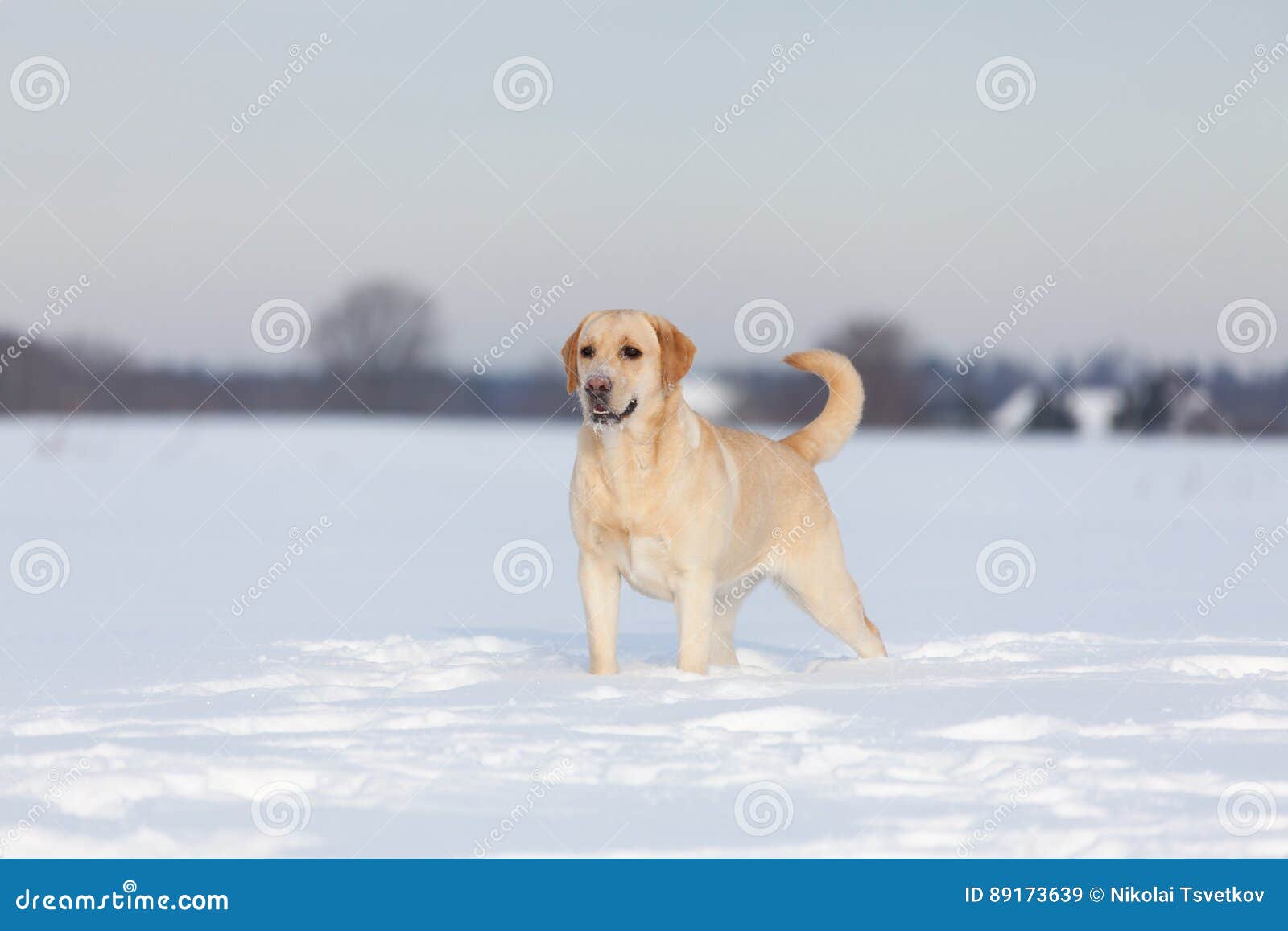 Labrador Retriever dogs stock image. Image of cold, frozen - 89173639
