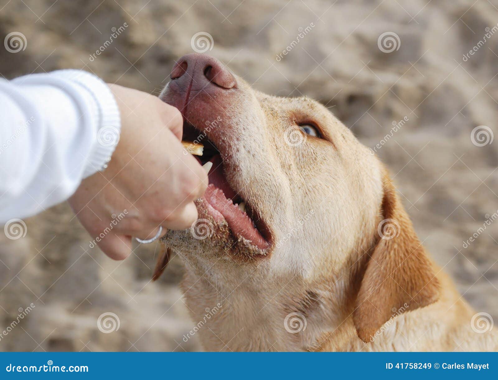 Labrador retriever stock image. Image of cookie, outdoor - 41758249