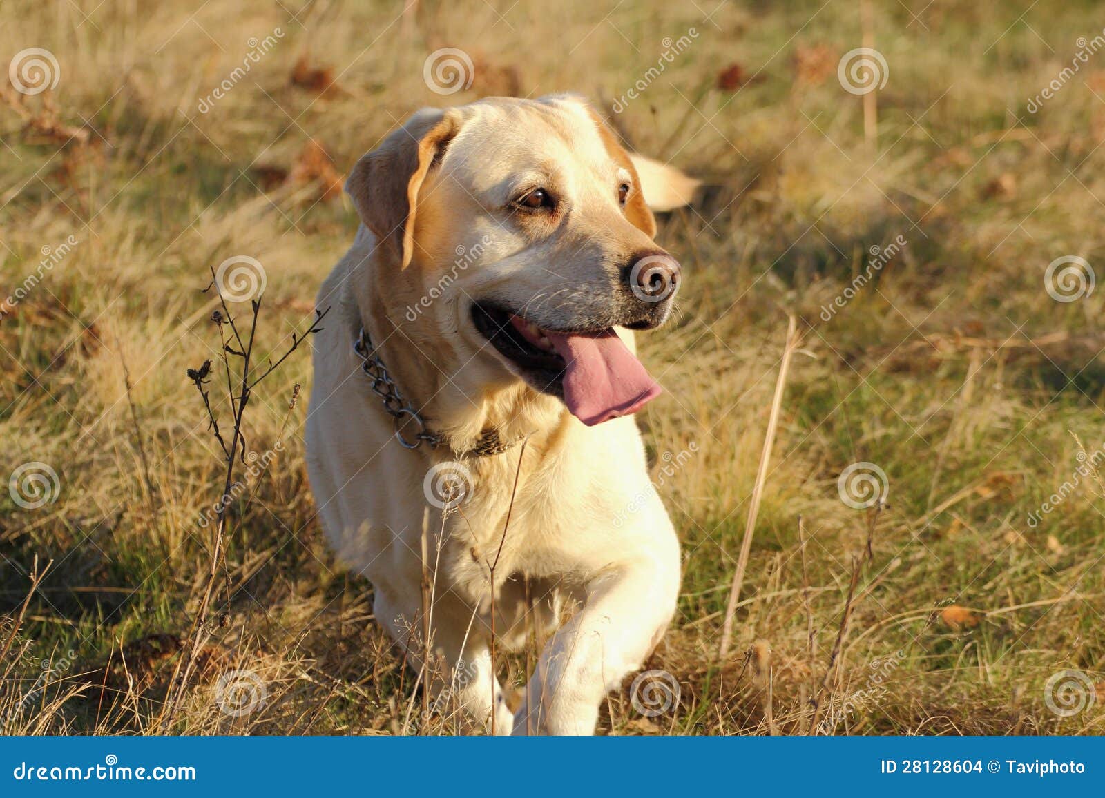 Labrador Retriever in the Field Stock Photo - Image of evening, mammal ...