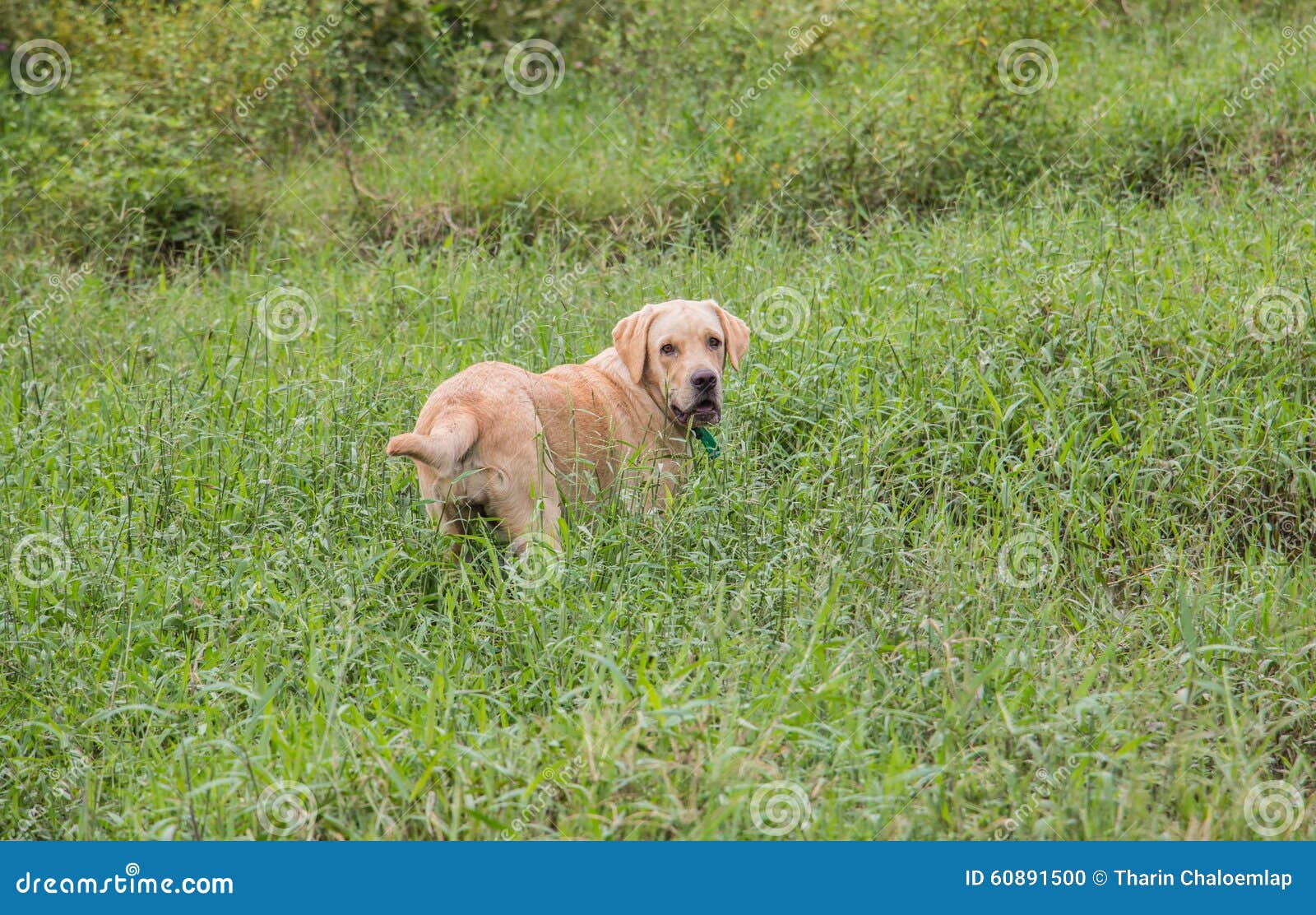 Labrador Retriever in a Field Stock Photo - Image of outside, grass ...