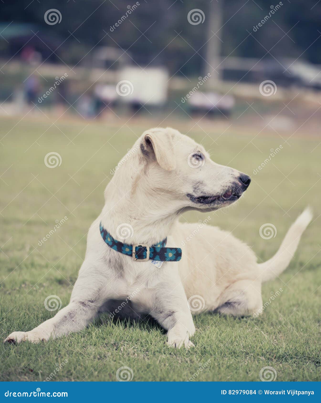 Labrador Retriever on Field Grass Stock Photo - Image of labrador ...