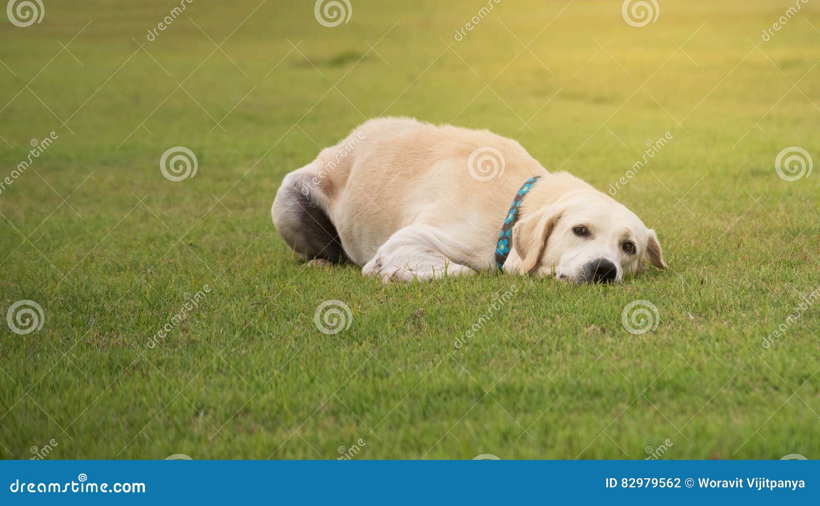 Labrador Retriever on Field Grass Stock Photo - Image of little ...
