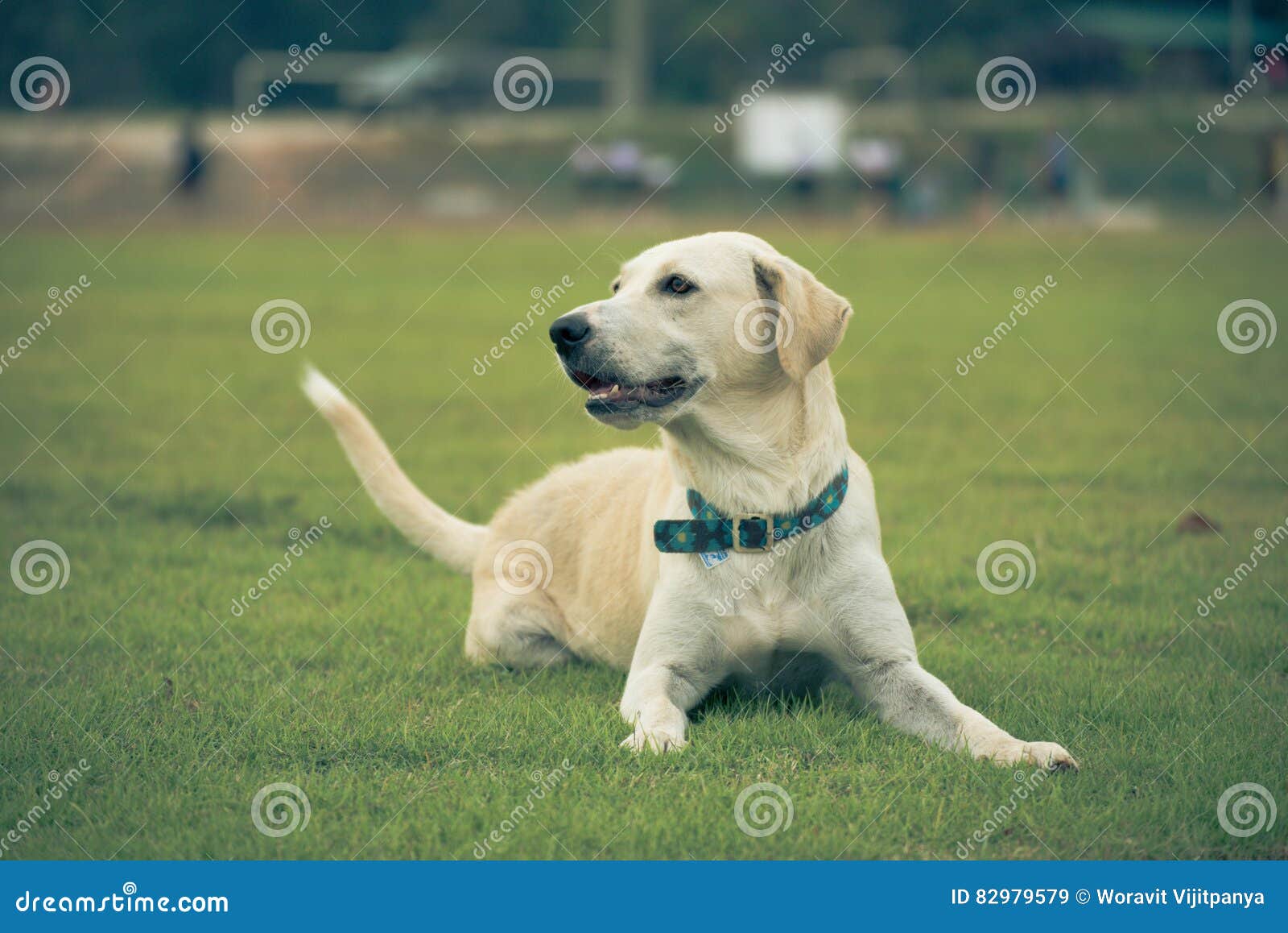 Labrador Retriever on Field Grass Stock Image - Image of play, nature ...