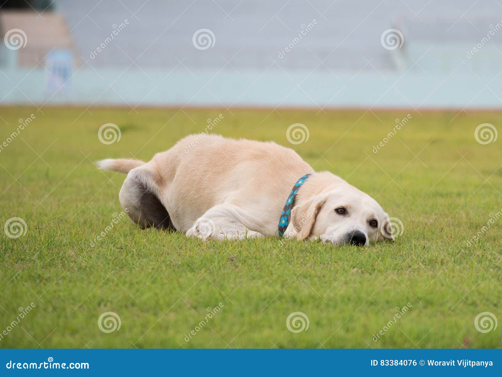 Labrador Retriever on Field Grass Stock Photo - Image of active, canine ...