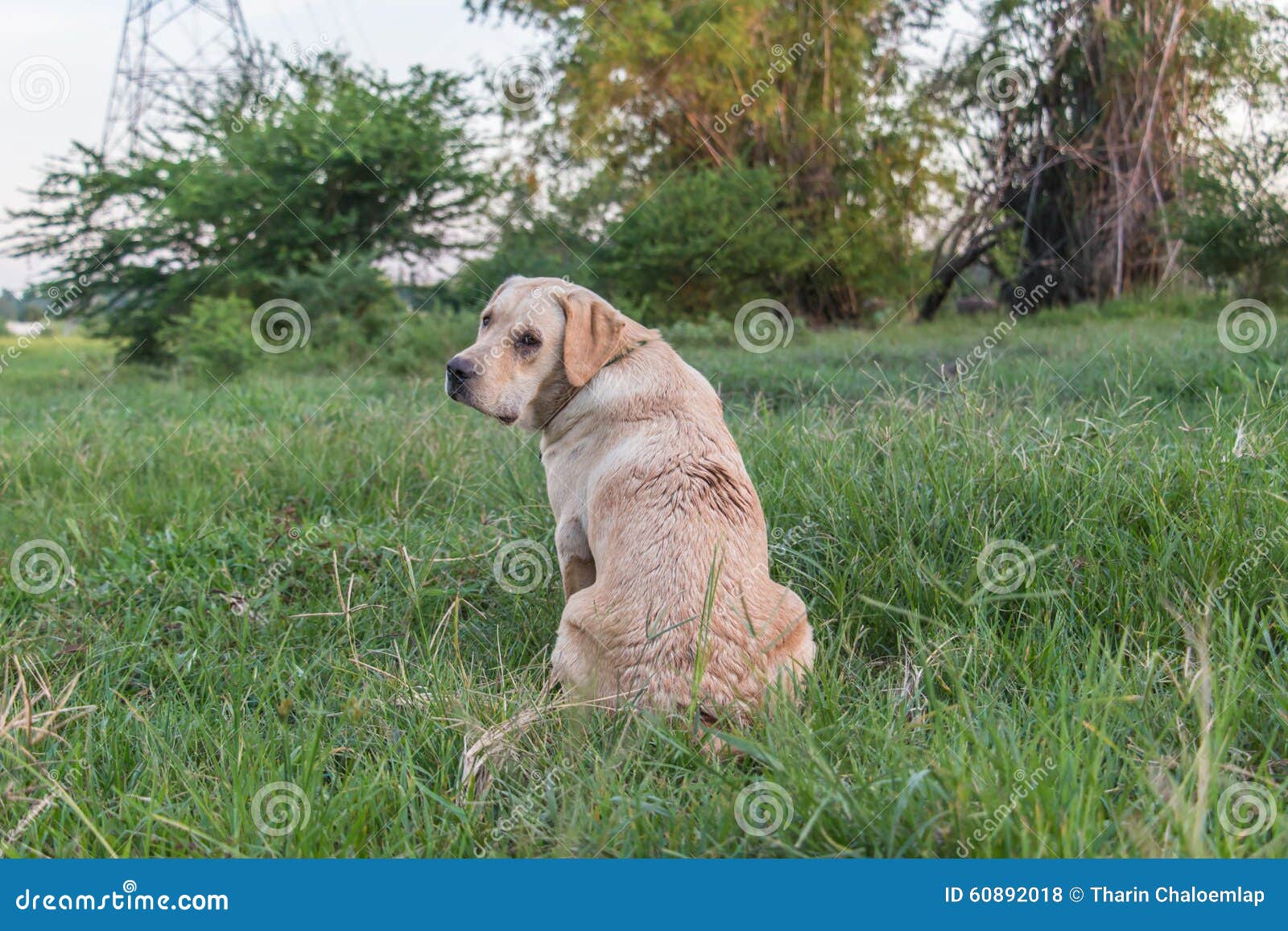 Labrador Retriever in the Field Stock Photo - Image of pedigree, golden ...