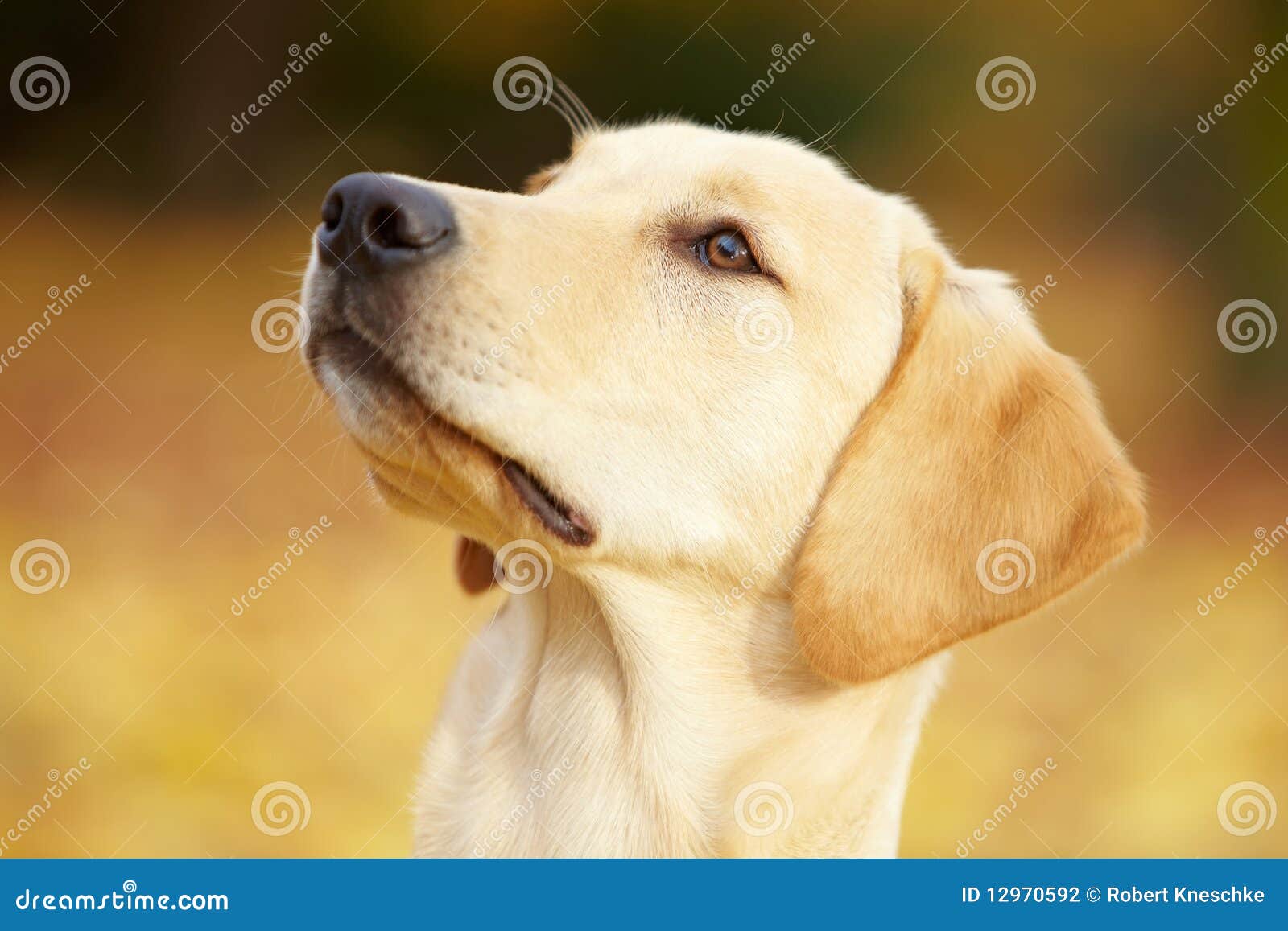 Labrador Retriever in a Forest Stock Photo - Image of view, active ...