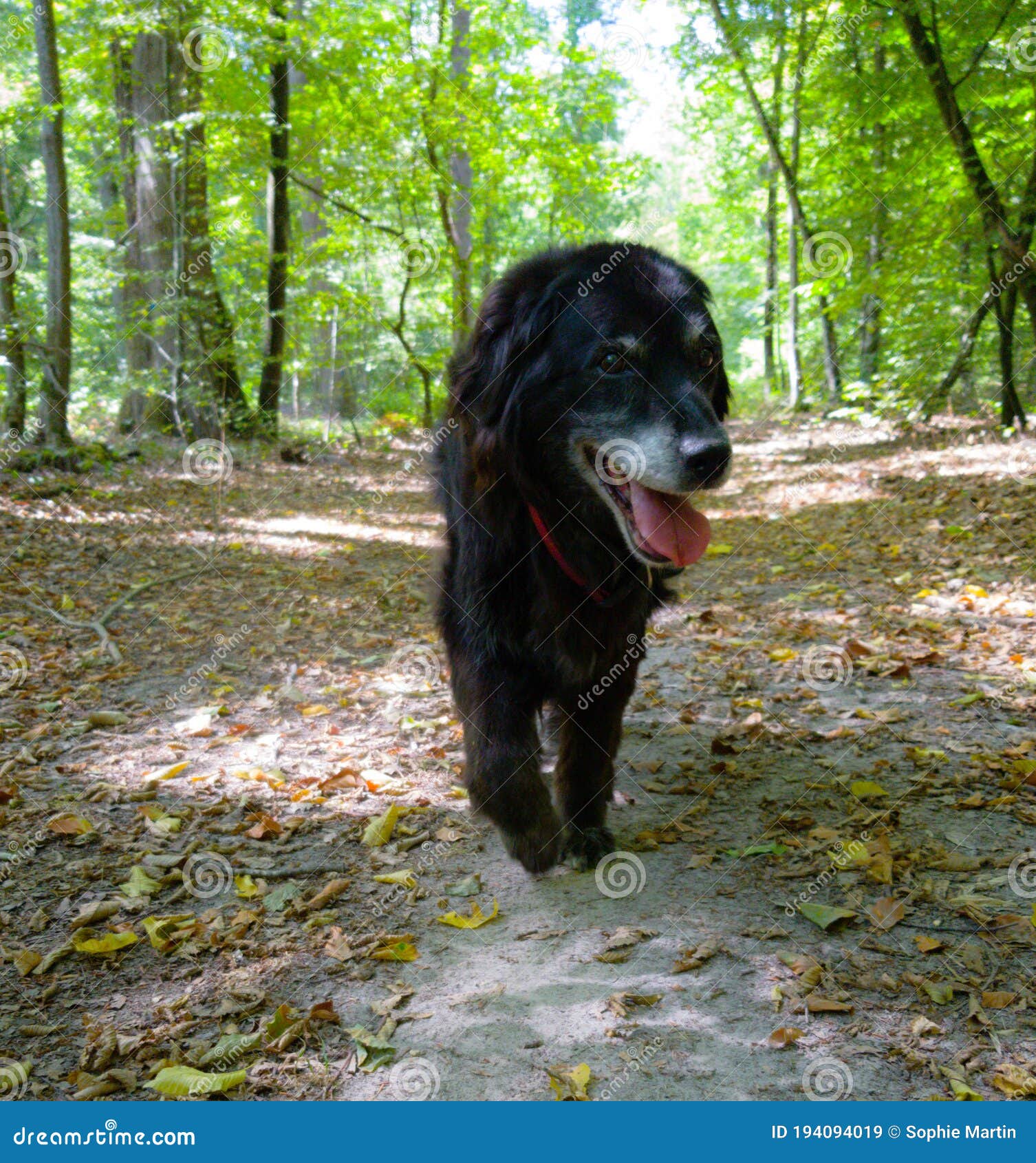 Labrador Retriever in Forest Stock Image - Image of plant, forest ...