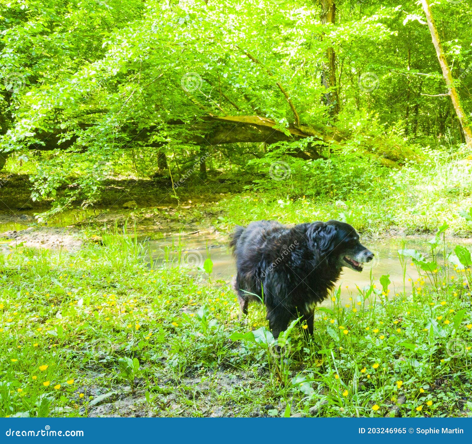 Labrador Retriever in the Forest Stock Image - Image of meadow, mammal ...