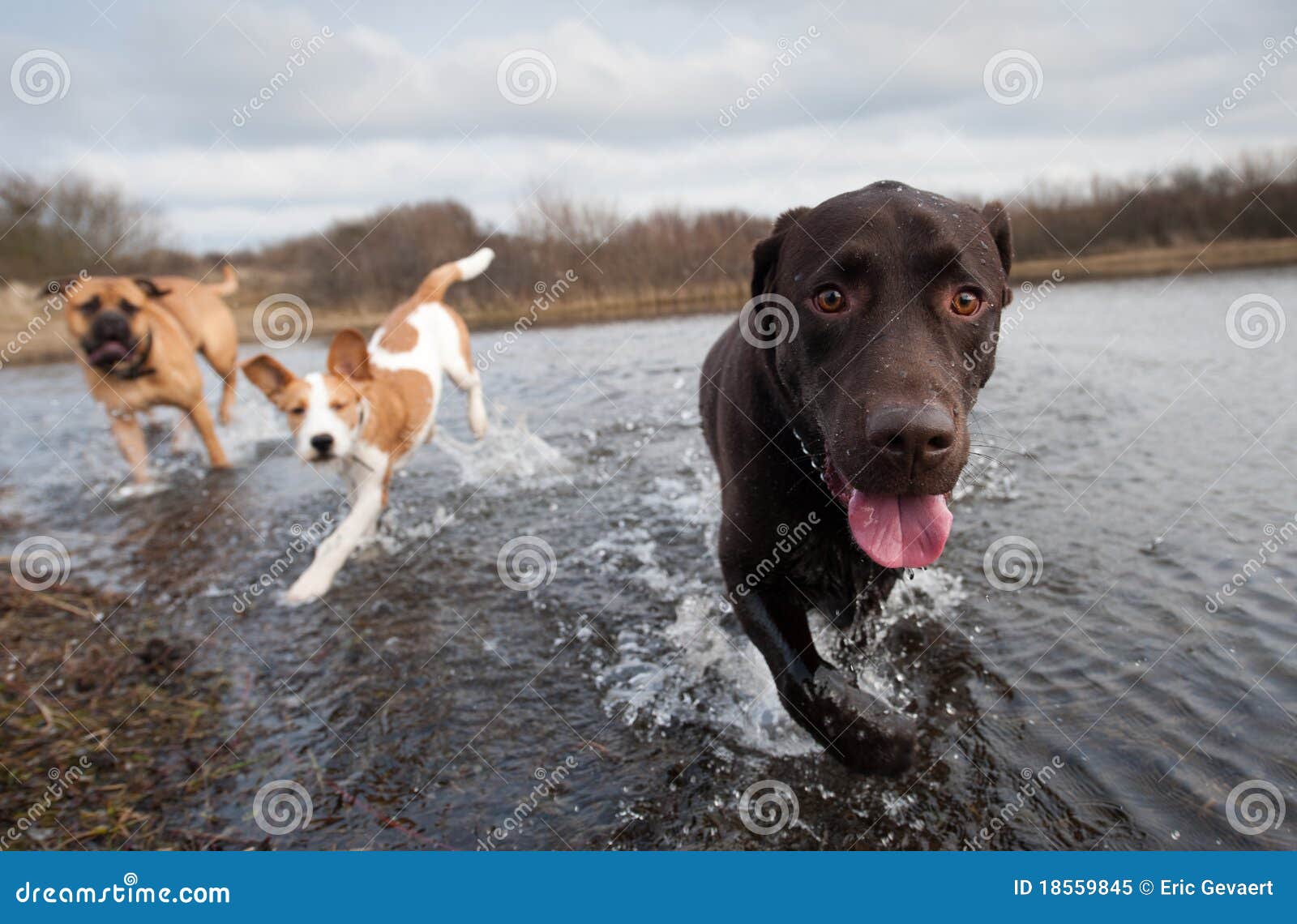 Labrador Retriever and Friends Stock Image - Image of outside, adorable ...