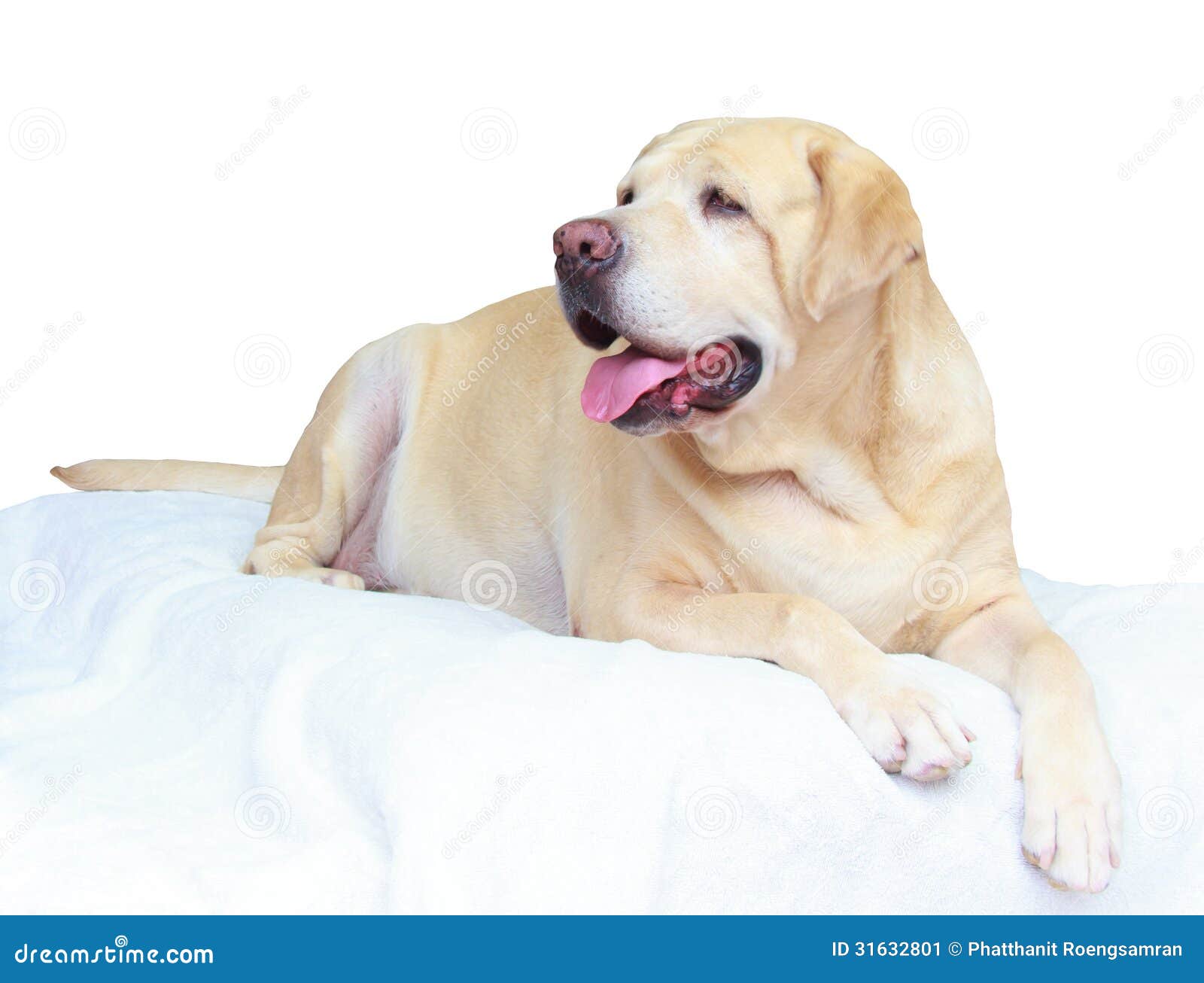 Labrador Retriever Gordo 7 Años Imagen de archivo - Imagen de viejo ...