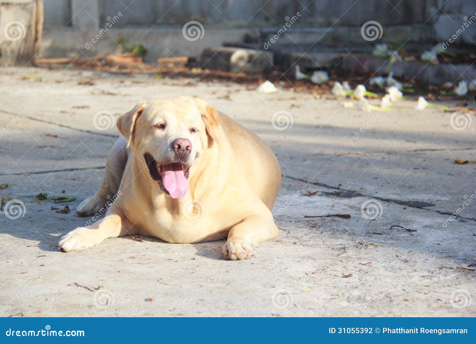Labrador Retriever Gordo En El Piso Foto de archivo - Imagen de gordo ...