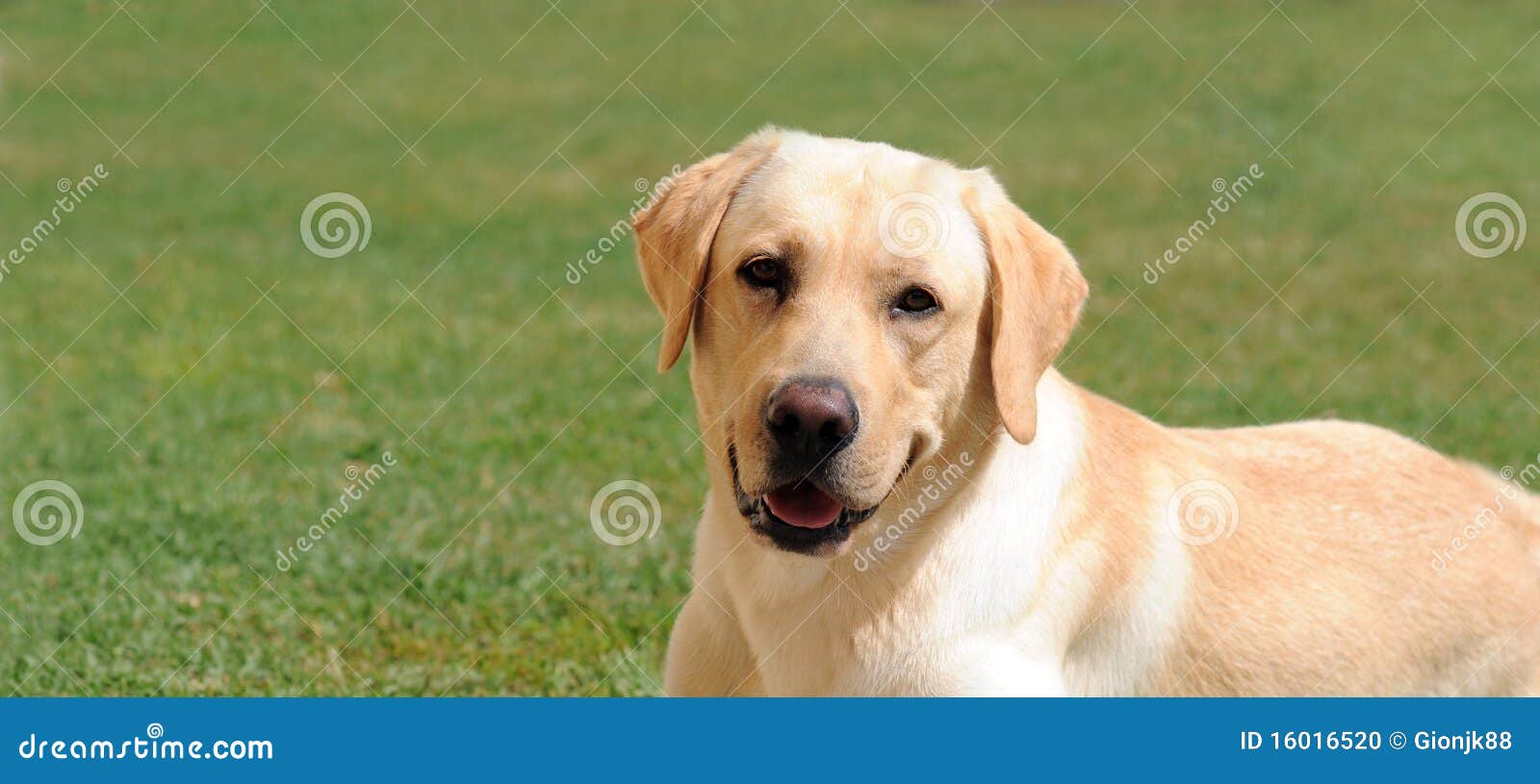 Labrador Retriever on Grass Stock Photo - Image of pose, labrador: 16016520