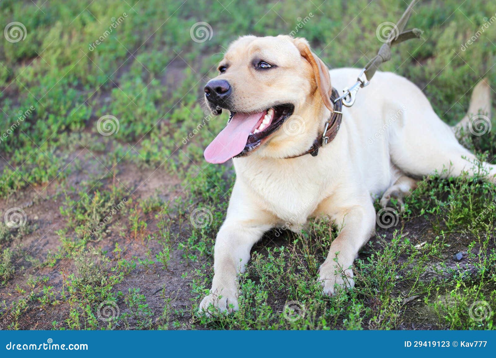 Labrador Retriever on the Grass Stock Image - Image of europe ...