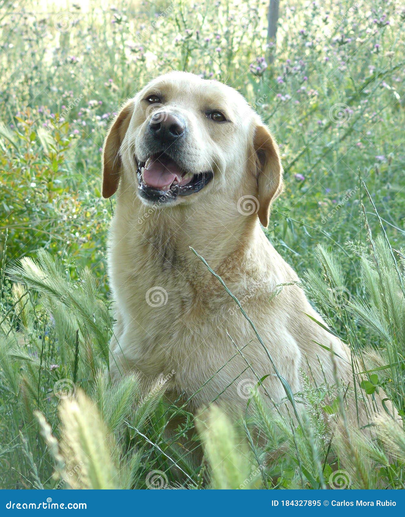 Labrador Retriever Enjoying in the Grass Stock Image - Image of happy ...