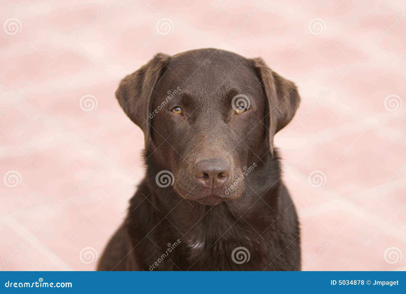 Labrador Retriever - Head on Stock Photo - Image of attractive, choccy ...