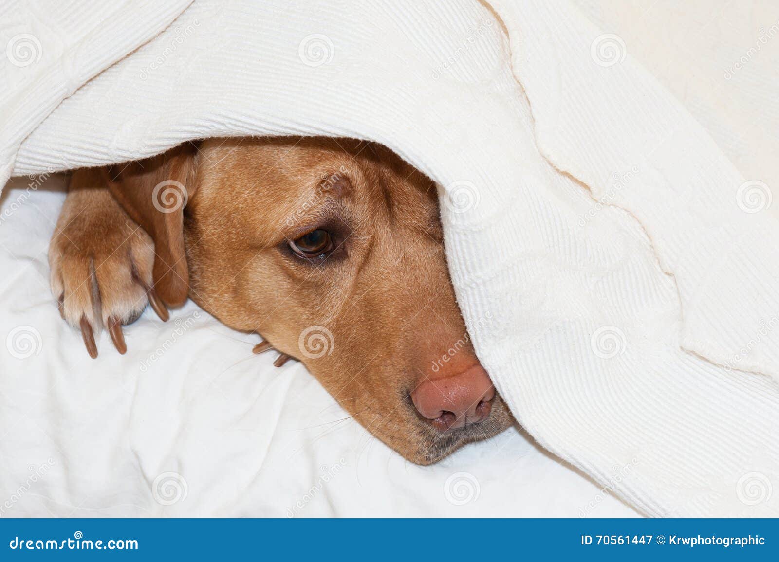 Labrador Retriever hiding stock image. Image of carnivores - 70561447