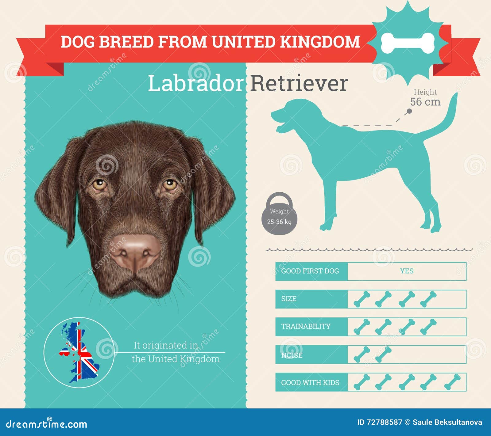 Labrador Retriever-Hunderasse Infographics Stock Abbildung ...